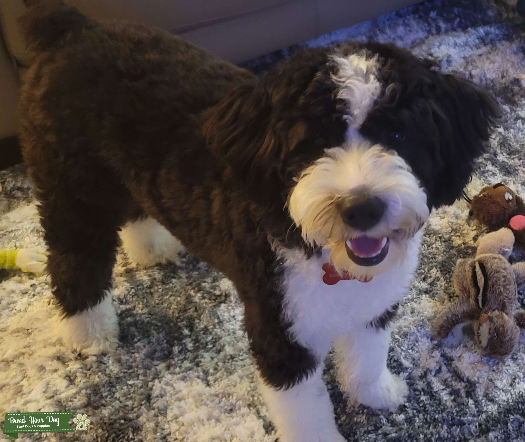 Young F1 SheepaDoodle Stud - Stud Dog King county - Breed Your Dog