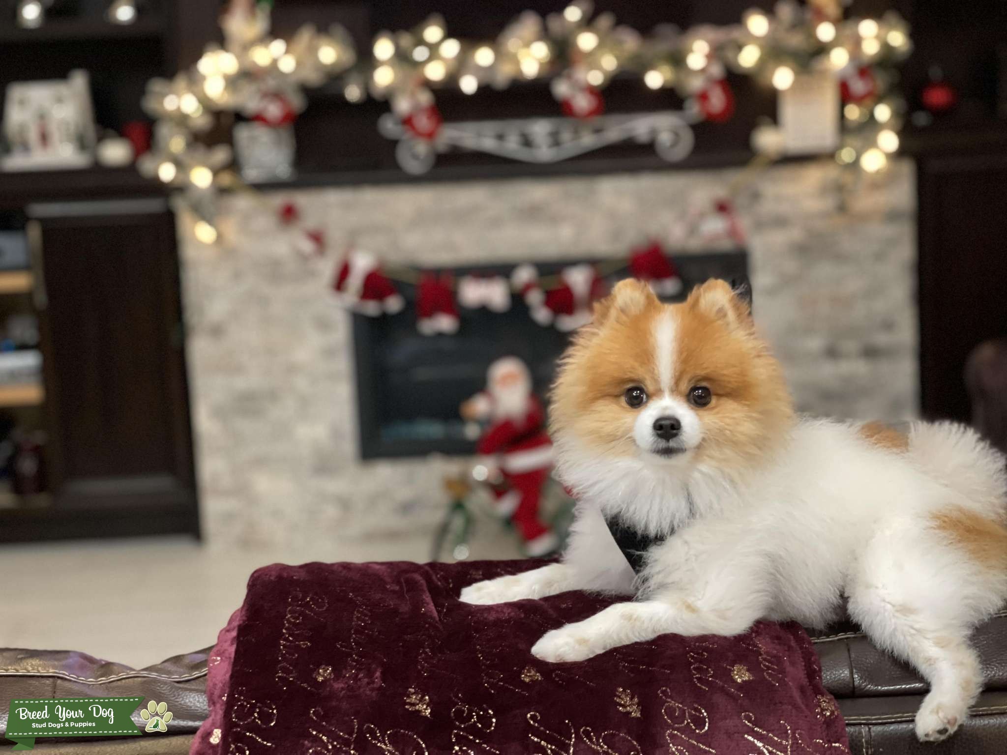 6 LB Parti Colored Pomeranian - Stud Dog Orlando - Breed Your Dog