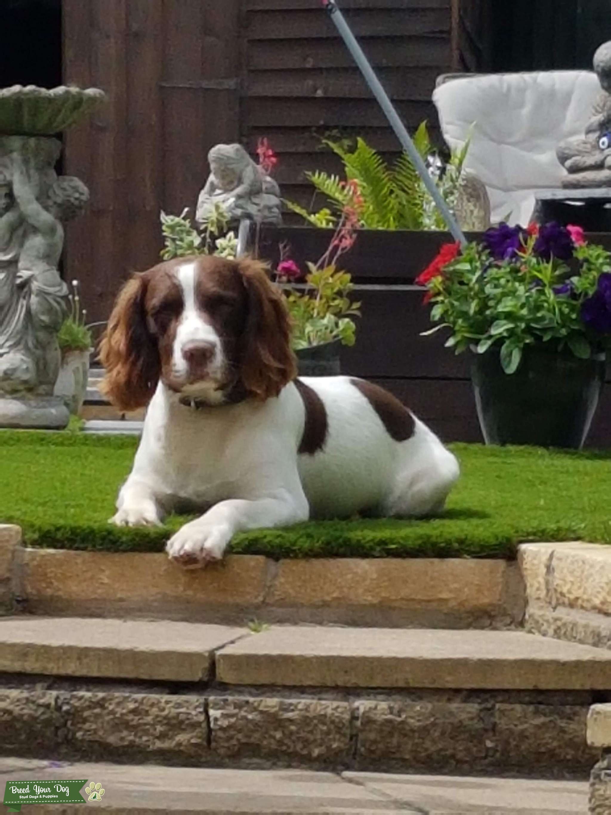 Liver and white English Springer Spaniel - Stud Dog in Nottinghamshire ...