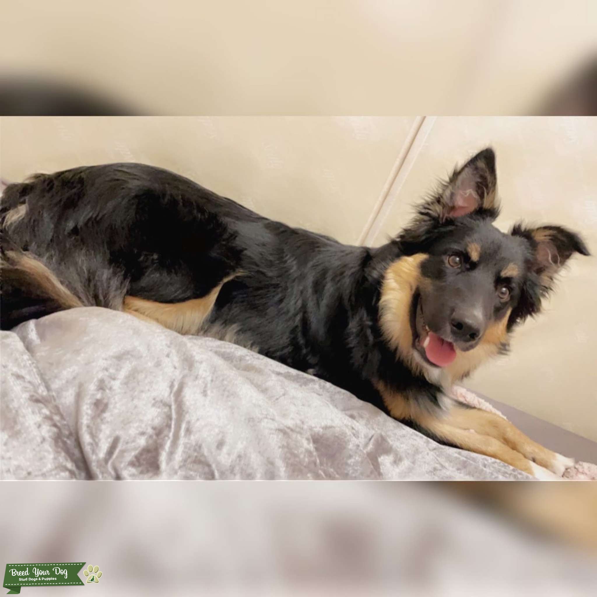 Border Collie X Husky STUD - Stud Dog Cheshire - Breed Your Dog