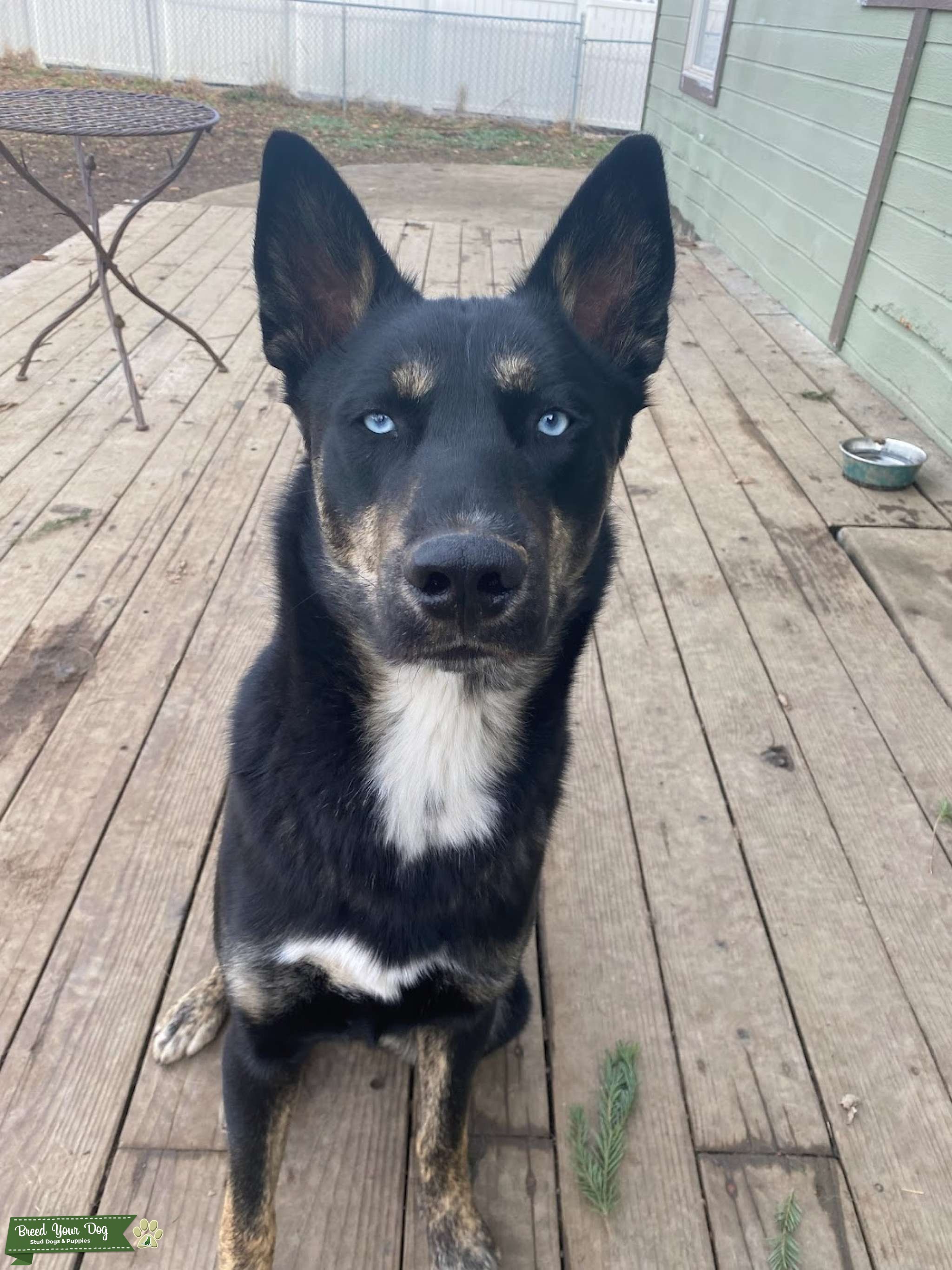 Gerberian Shepsky Stud - Stud Dog in Idaho, the United States | Breed ...