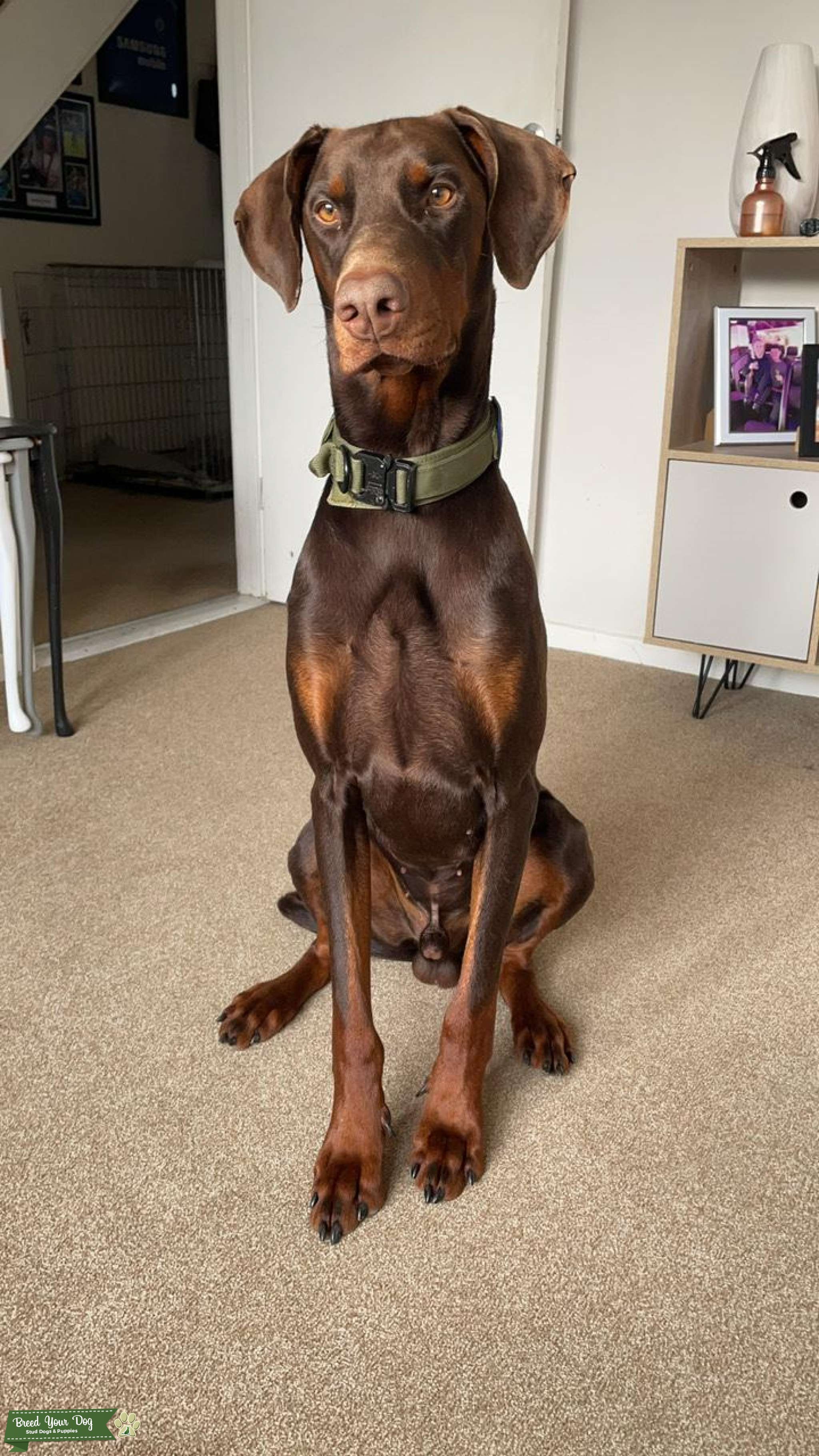 Red Doberman For Stud - Stud Dog in Berkshire , United States | Breed ...
