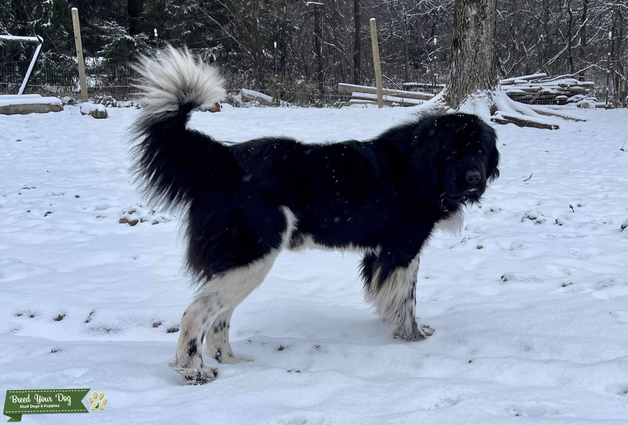 Landseer Newfoundland Stud - Stud Dog in NY, the United States | Breed ...