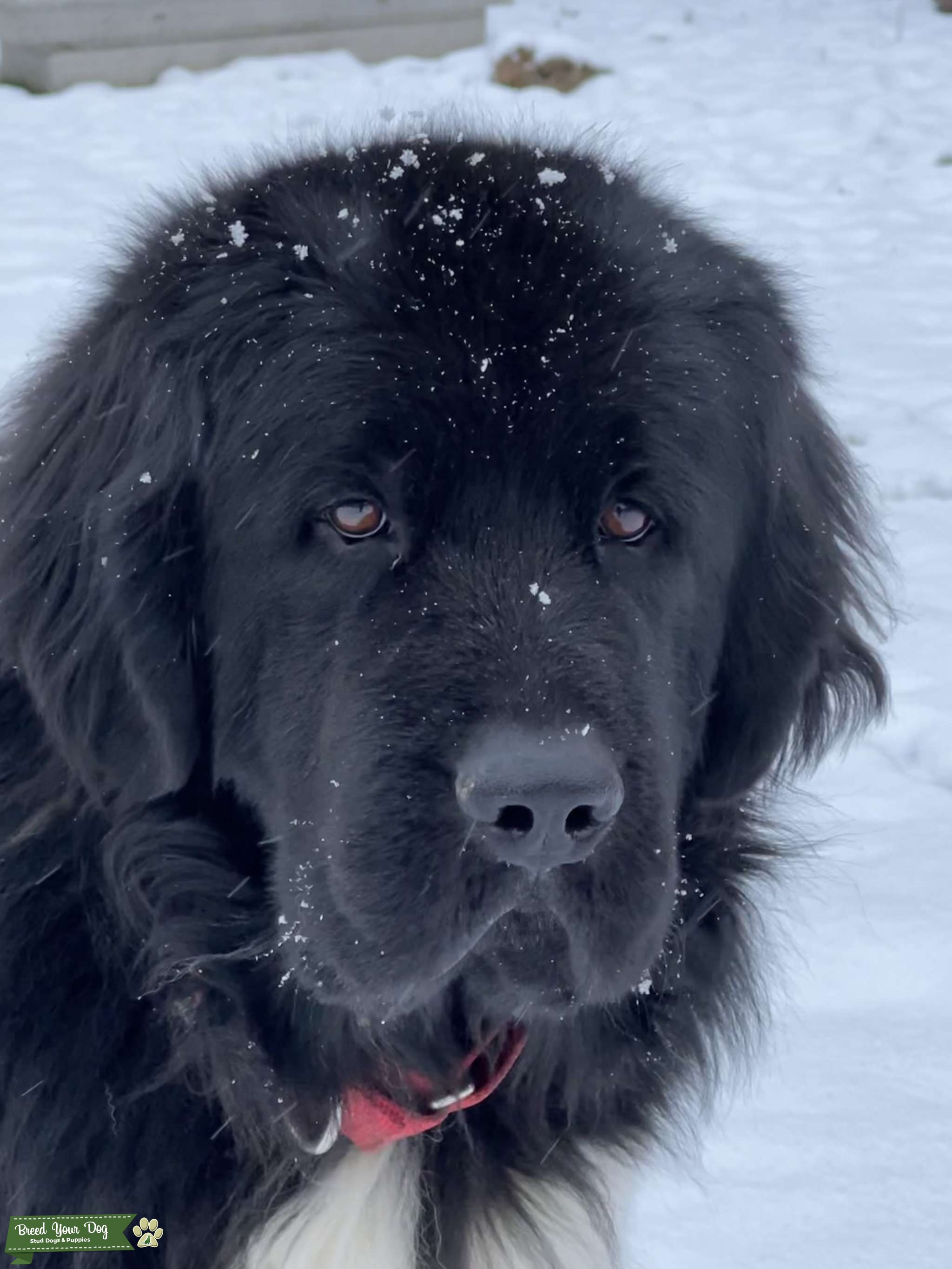 Landseer Newfoundland Stud - Stud Dog in NY, the United States | Breed ...
