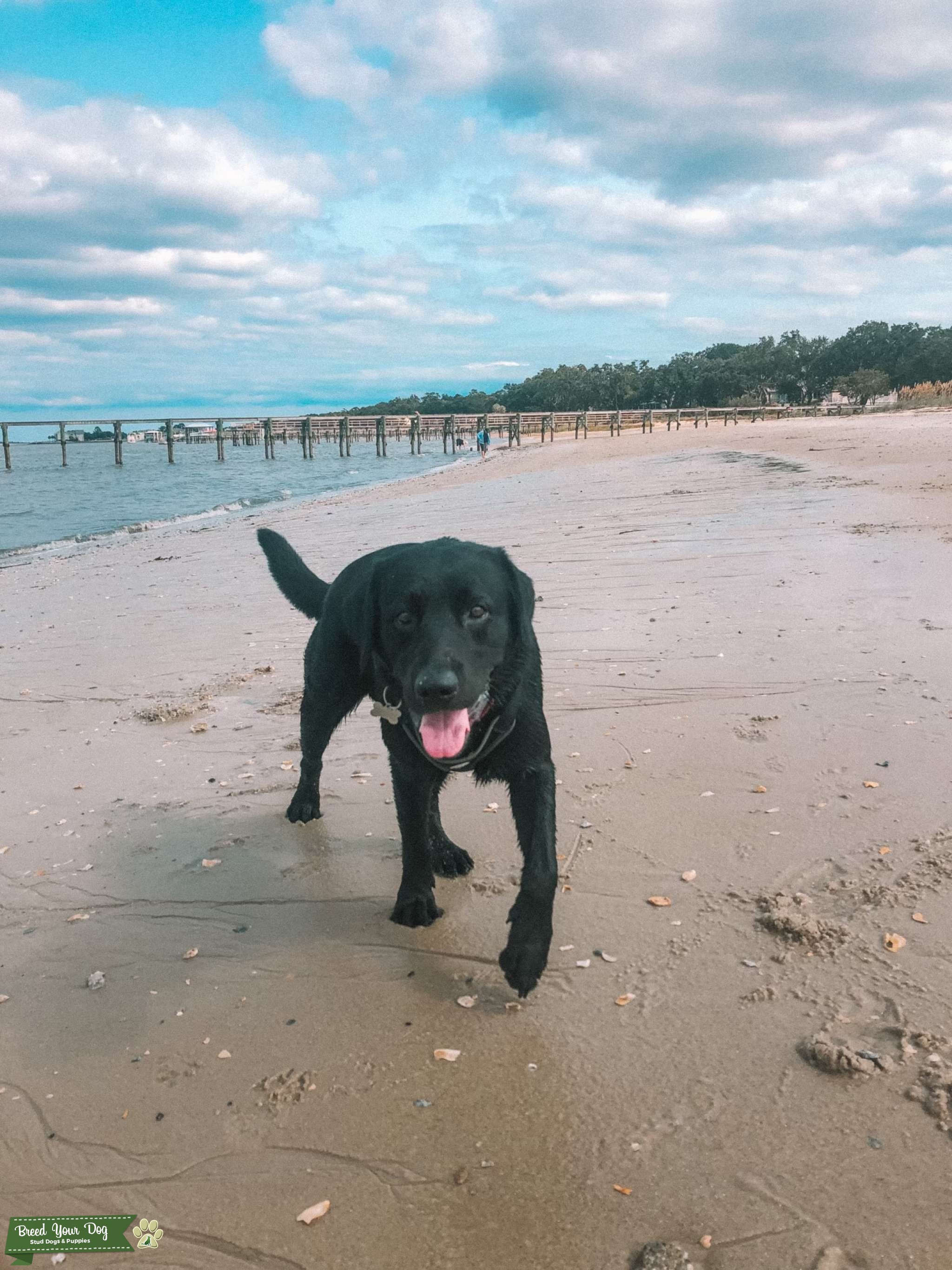 Beautiful Black Lab - Stud Dog Charleston, SC - Breed Your Dog