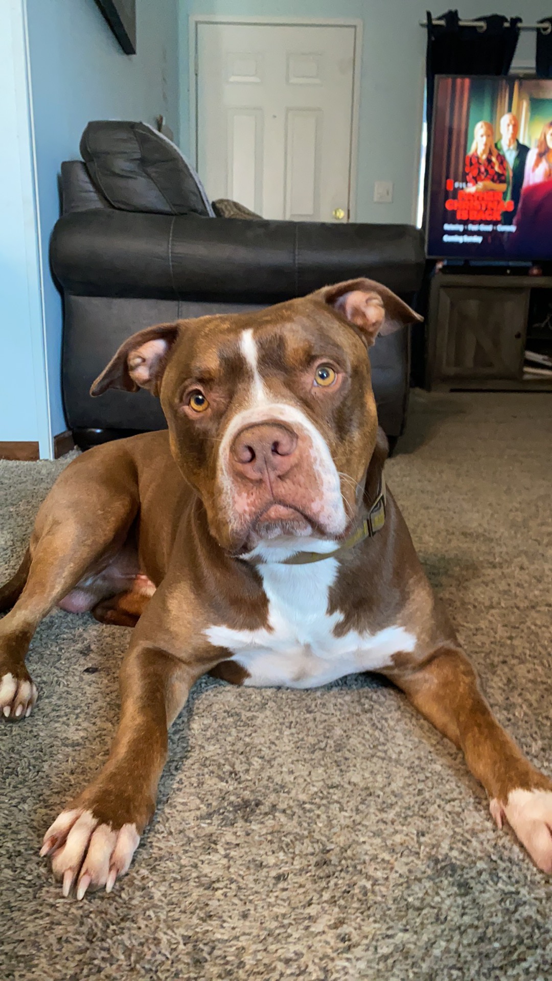 Tri color red nose American pit bull terrier - Stud Dog in Washington ...