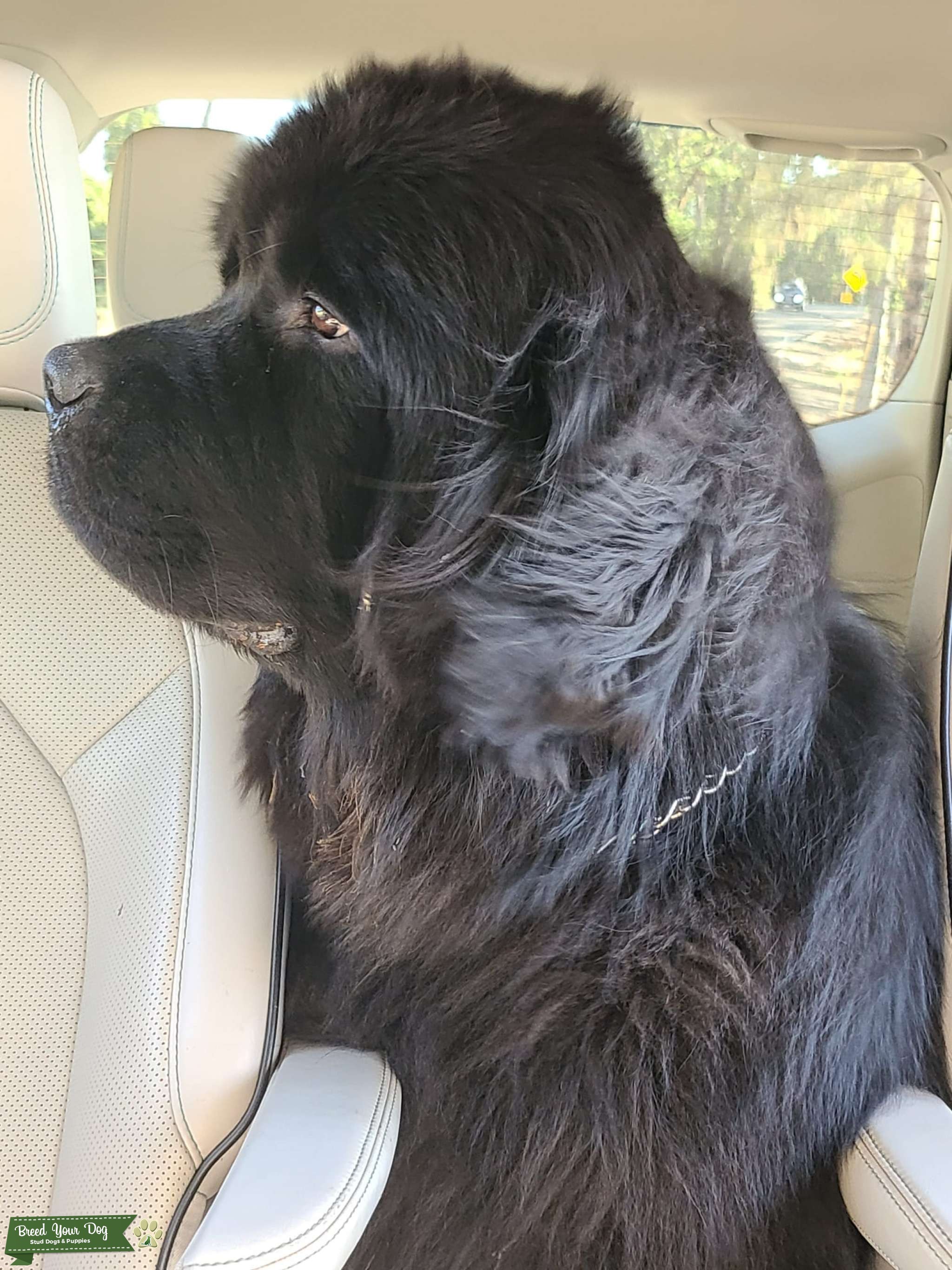 Handsome Black Newfie - Stud Dog in Pacific Northwest, United States ...