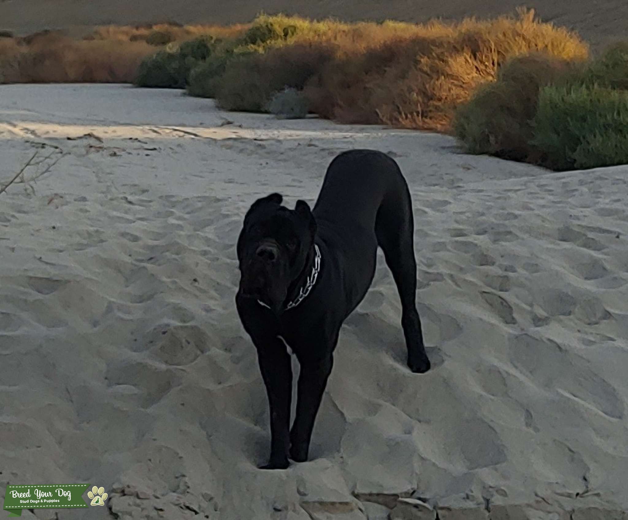 Male Cane Corso Black - Stud Dog CA - Breed Your Dog