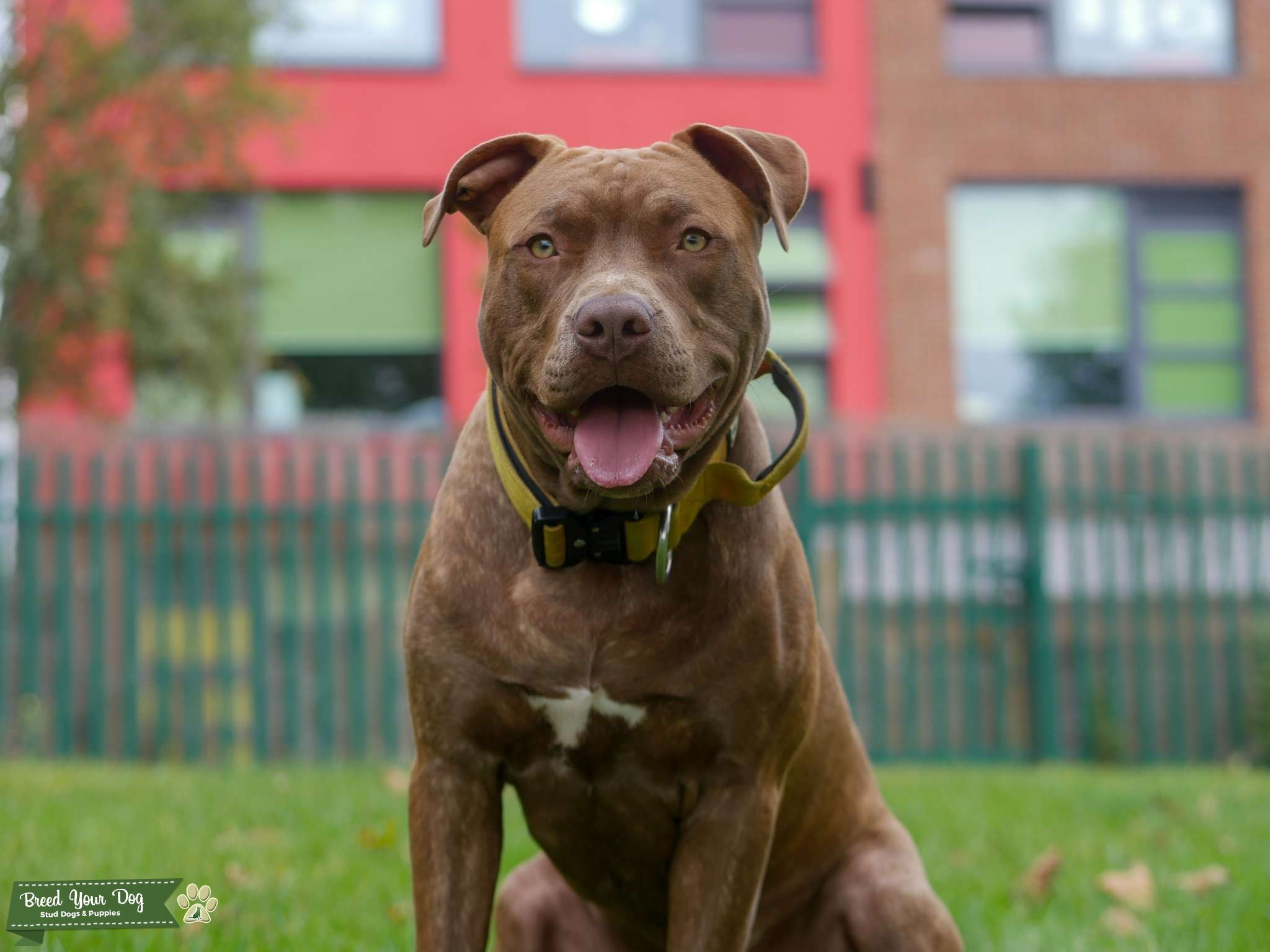 American bully x - Stud Dog London - Breed Your Dog