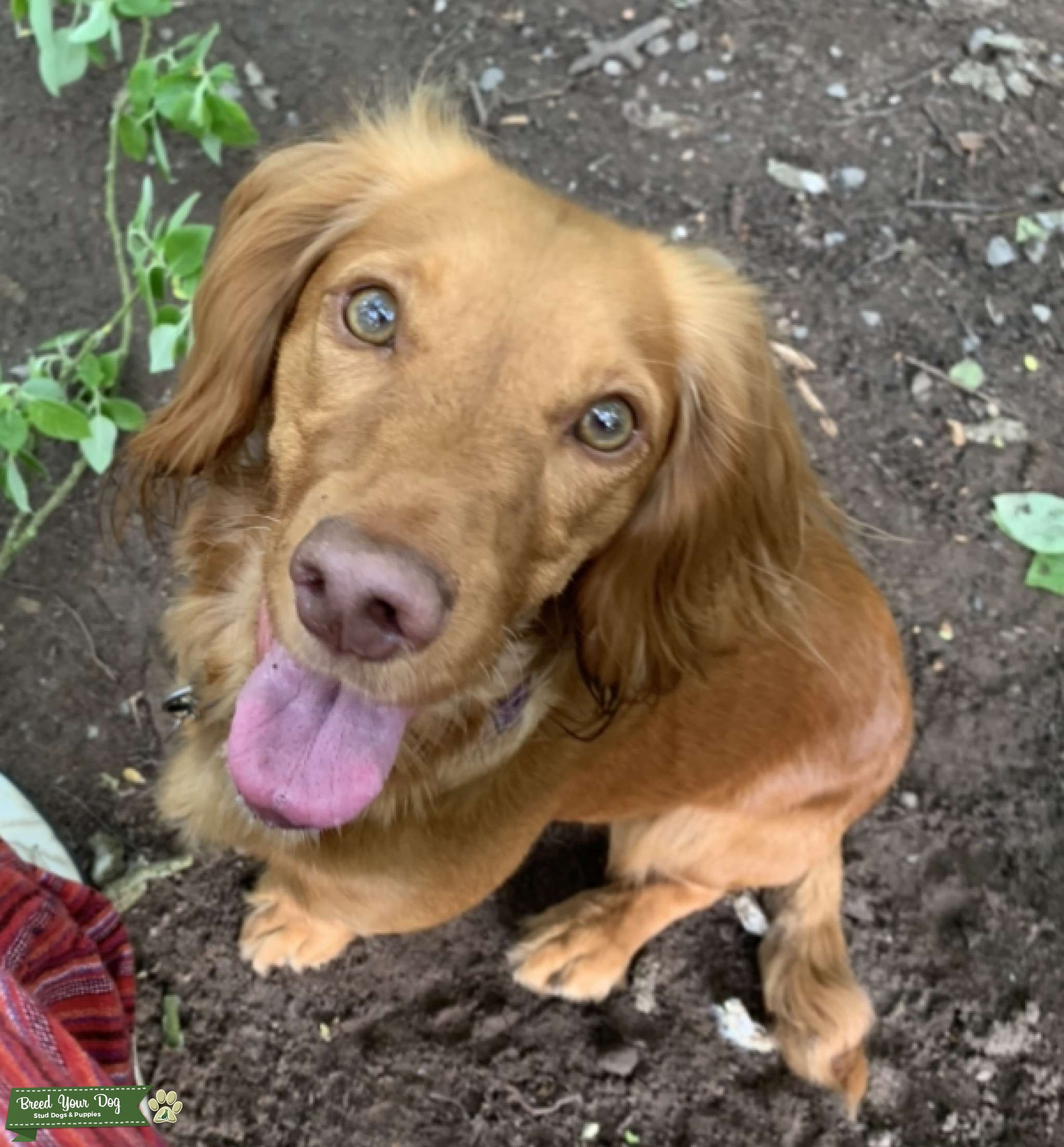 Golden working cocker spaniel - Stud Dog Manchester - Breed Your Dog