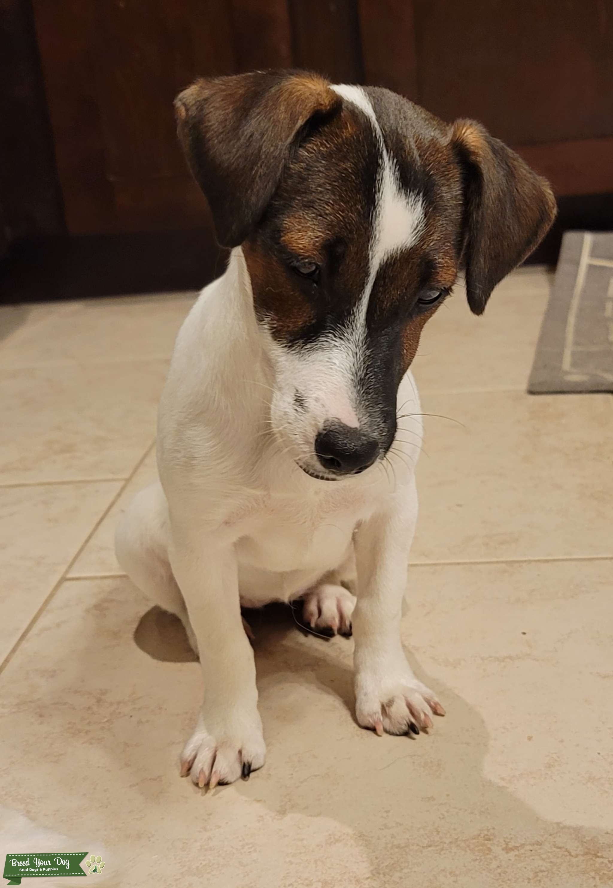 Looking to breed female Jack Russell - Stud Dog in Charlotte County ...