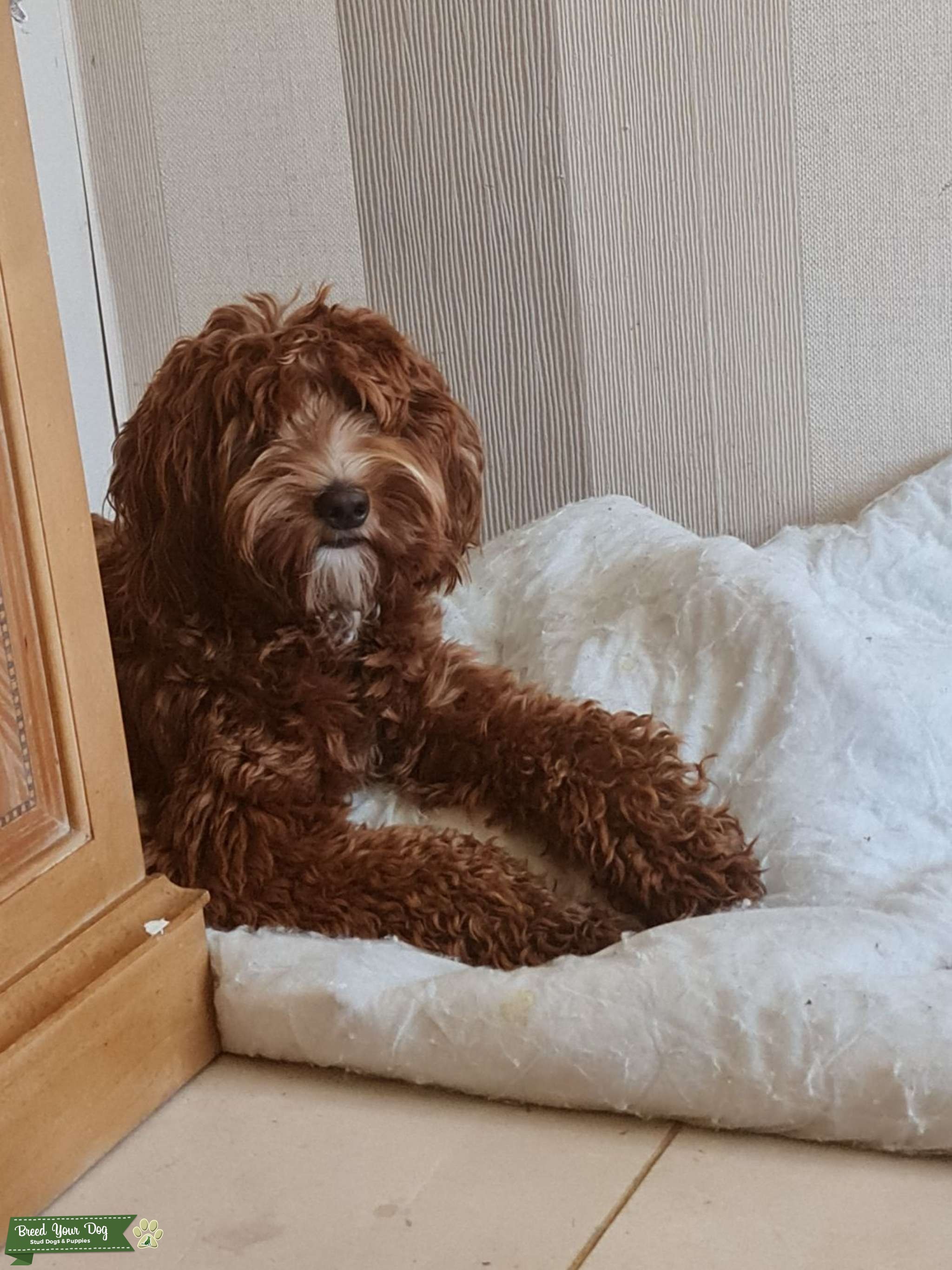 Red Multigen Labradoodle - Stud Dog in Essex, the United States | Breed ...