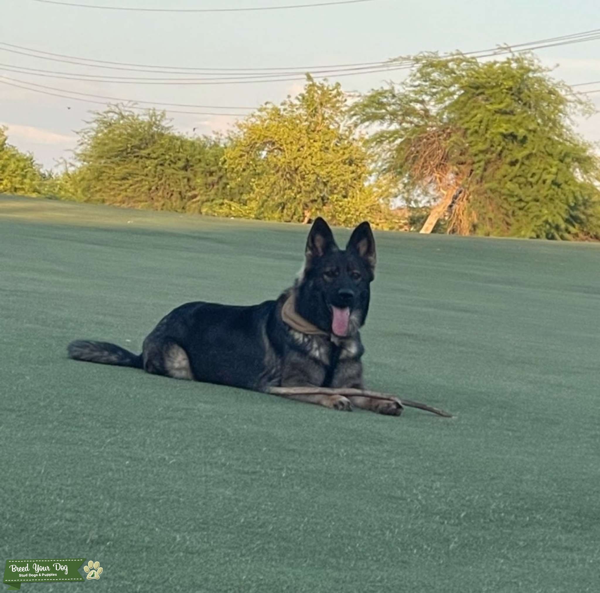 working line Sable German Shepherd - Stud Dog in AZ, the United States ...