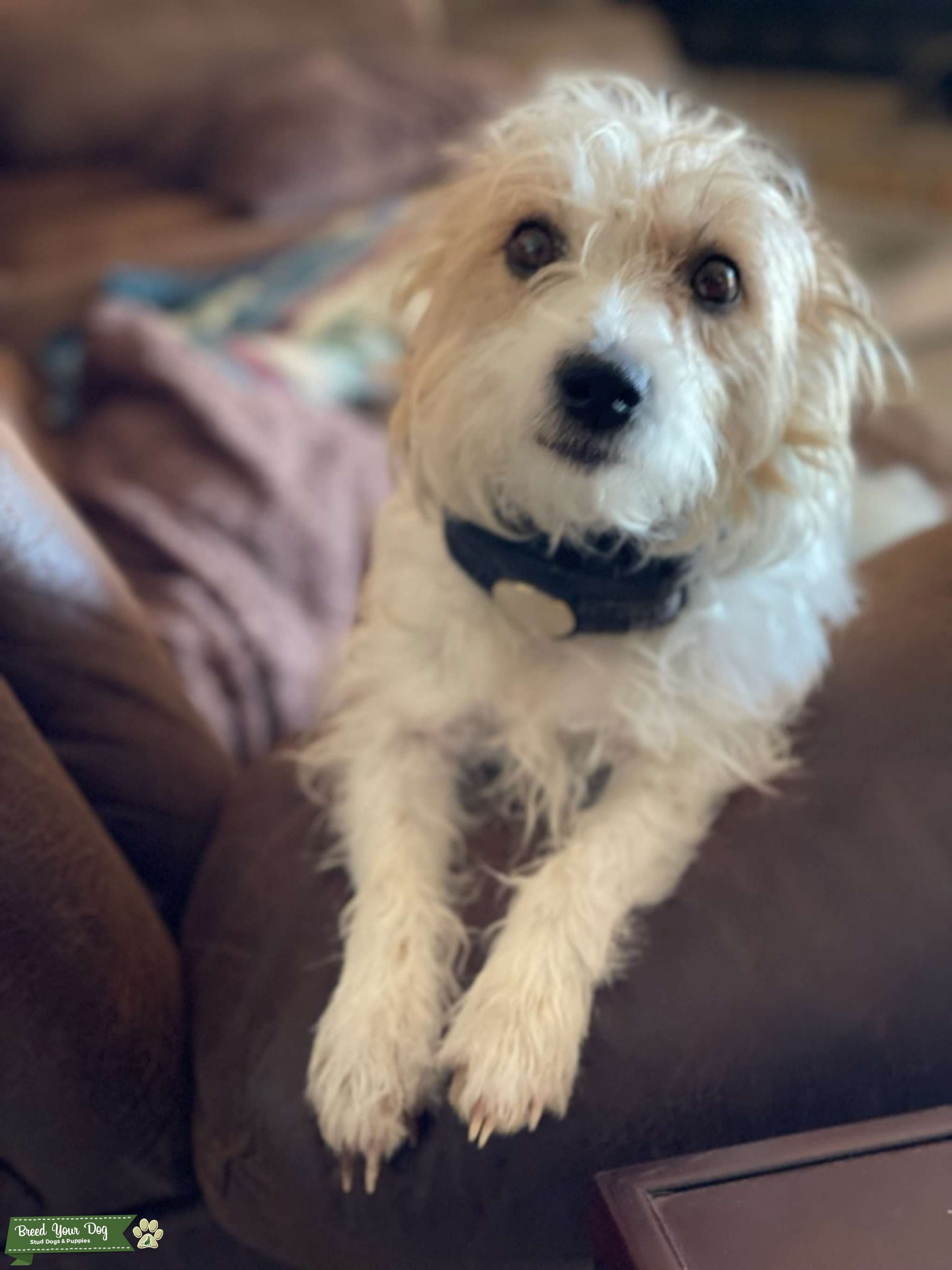 Scruffy hair JRT looking for stud - Stud Dog in ArkLaTex, the United ...