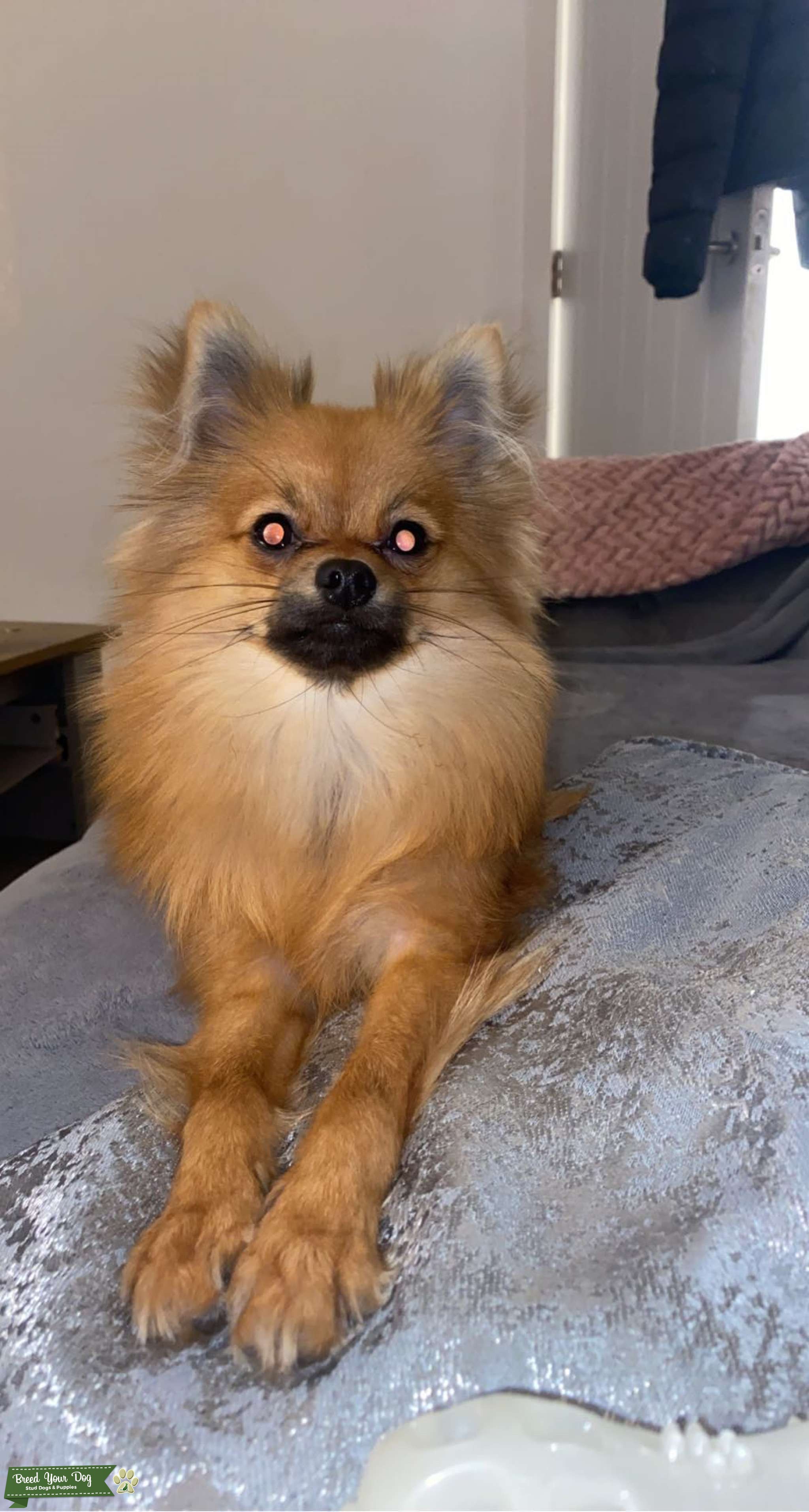 Fox Face Pomeranian