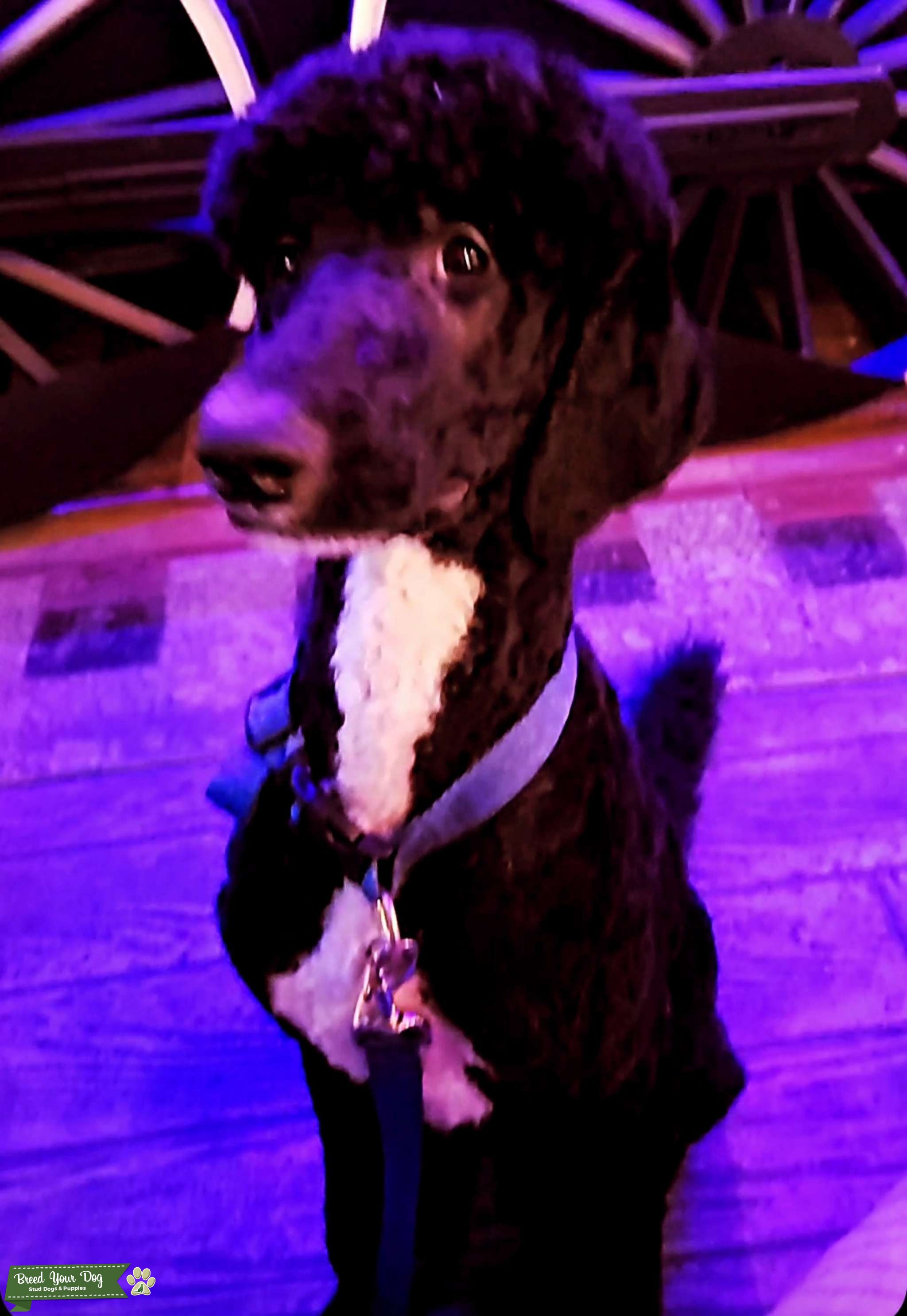 Standard poodle Akc - Stud Dog in CA, the United States | Breed Your Dog