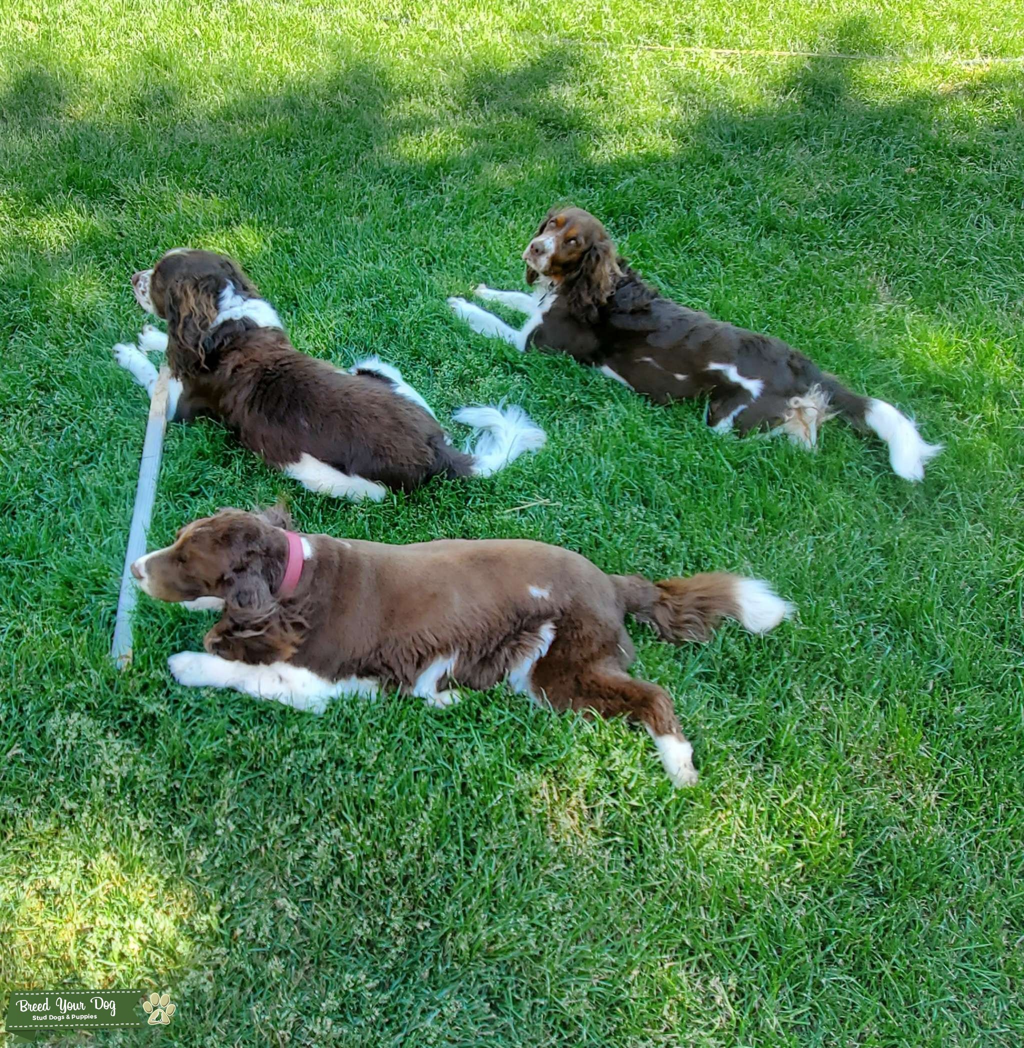 Female Tricolor English Springer Spaniel - Stud Dog in Colorado, United ...