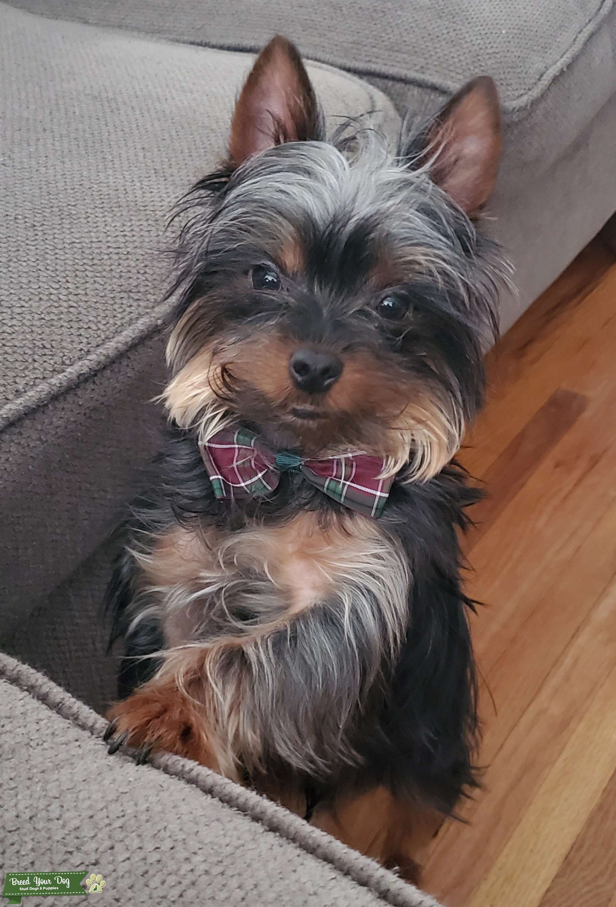 Small Yorkshire Terrier - Stud Dog in New York, United States | Breed ...