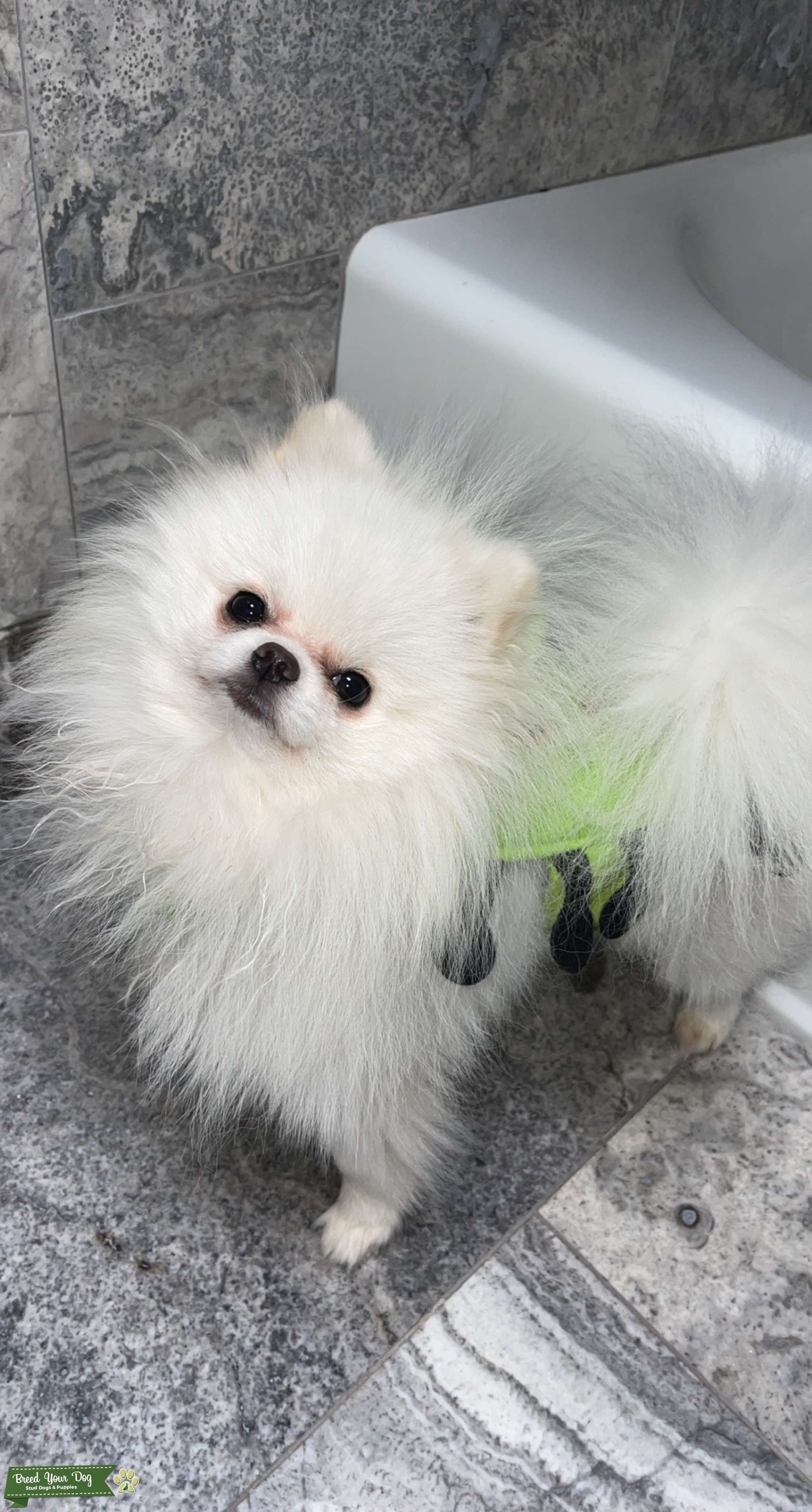 Pure White Pomeranian Stud - AKC registered - Stud Dog in New york, the ...