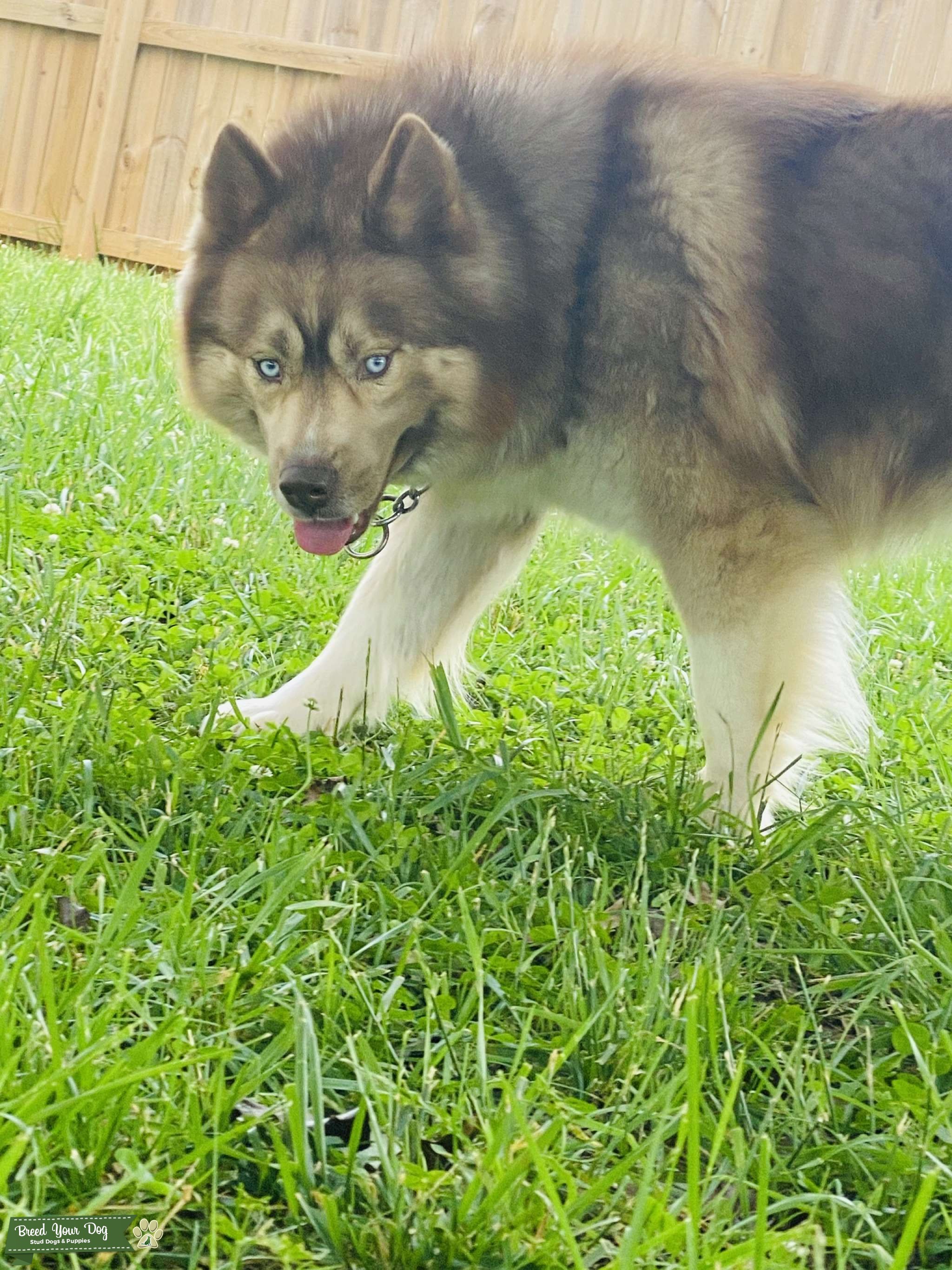 Pure breed Siberian Husky - Stud Dog in Charlotte , United States ...