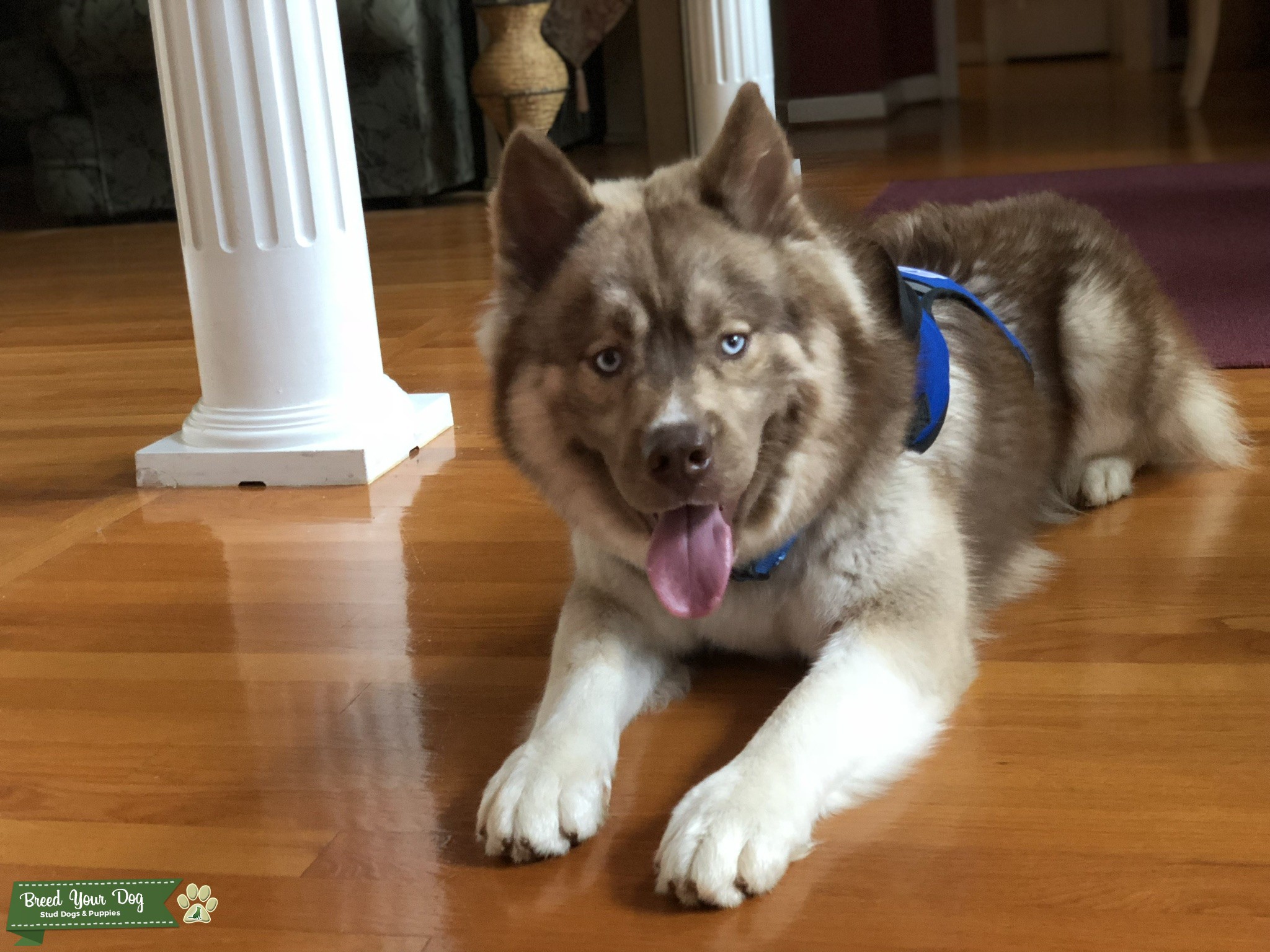 Pure breed Siberian Husky - Stud Dog in Charlotte , United States ...