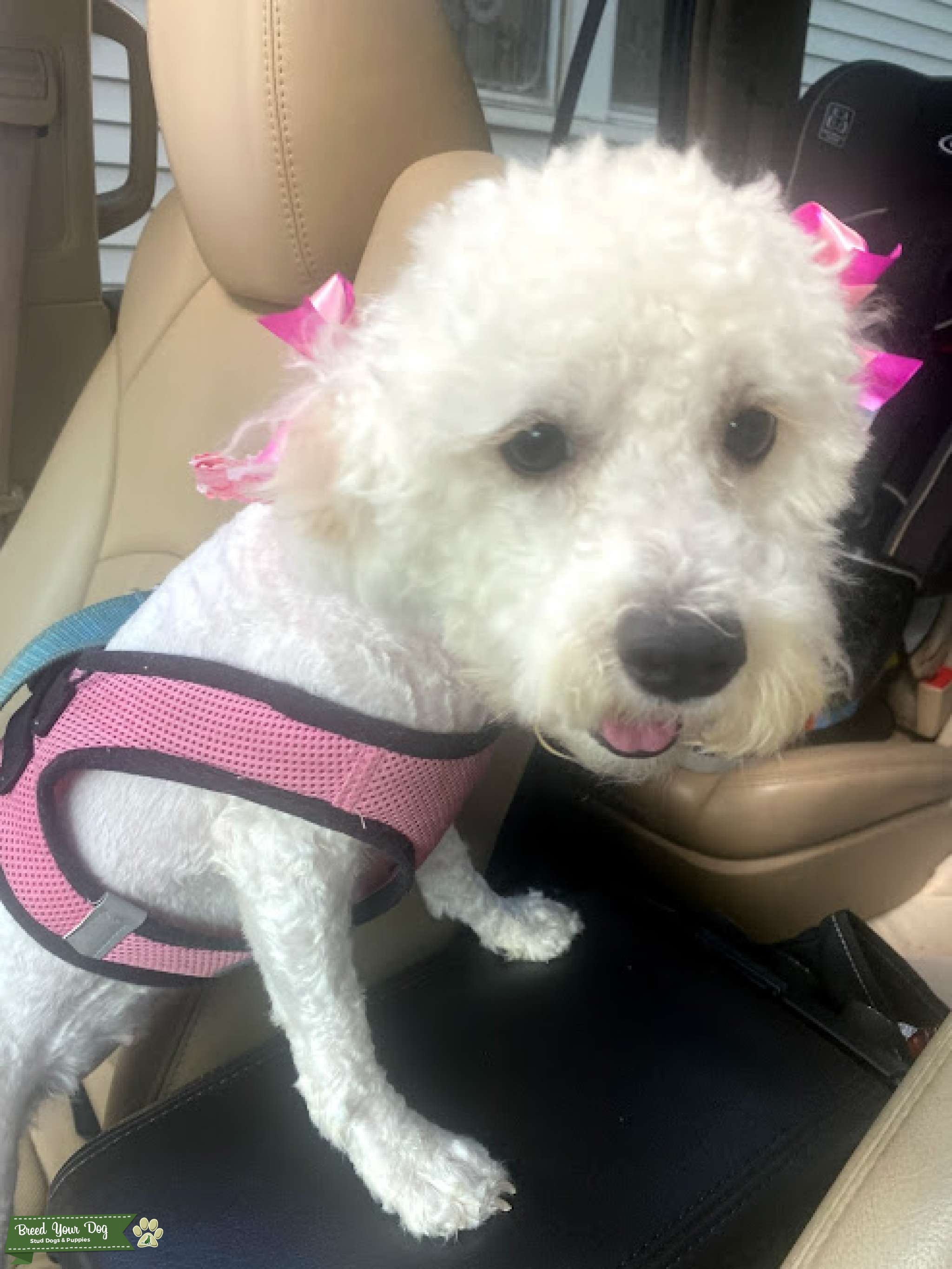 Pure bred white mini poodle - Stud Dog CT - Breed Your Dog
