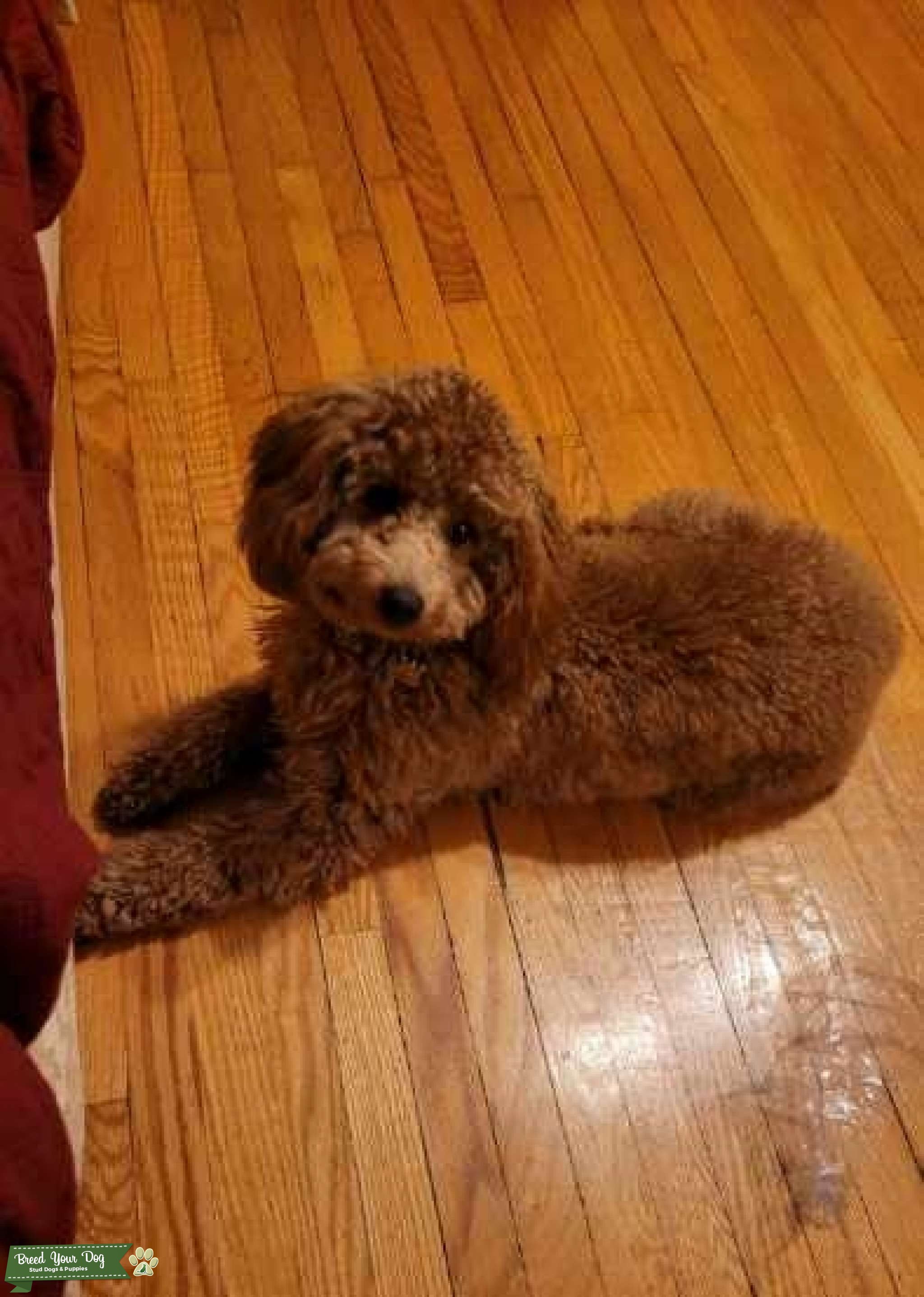 Minature Poodle Stud in Training - Stud Dog in ontario, Serbia | Breed ...