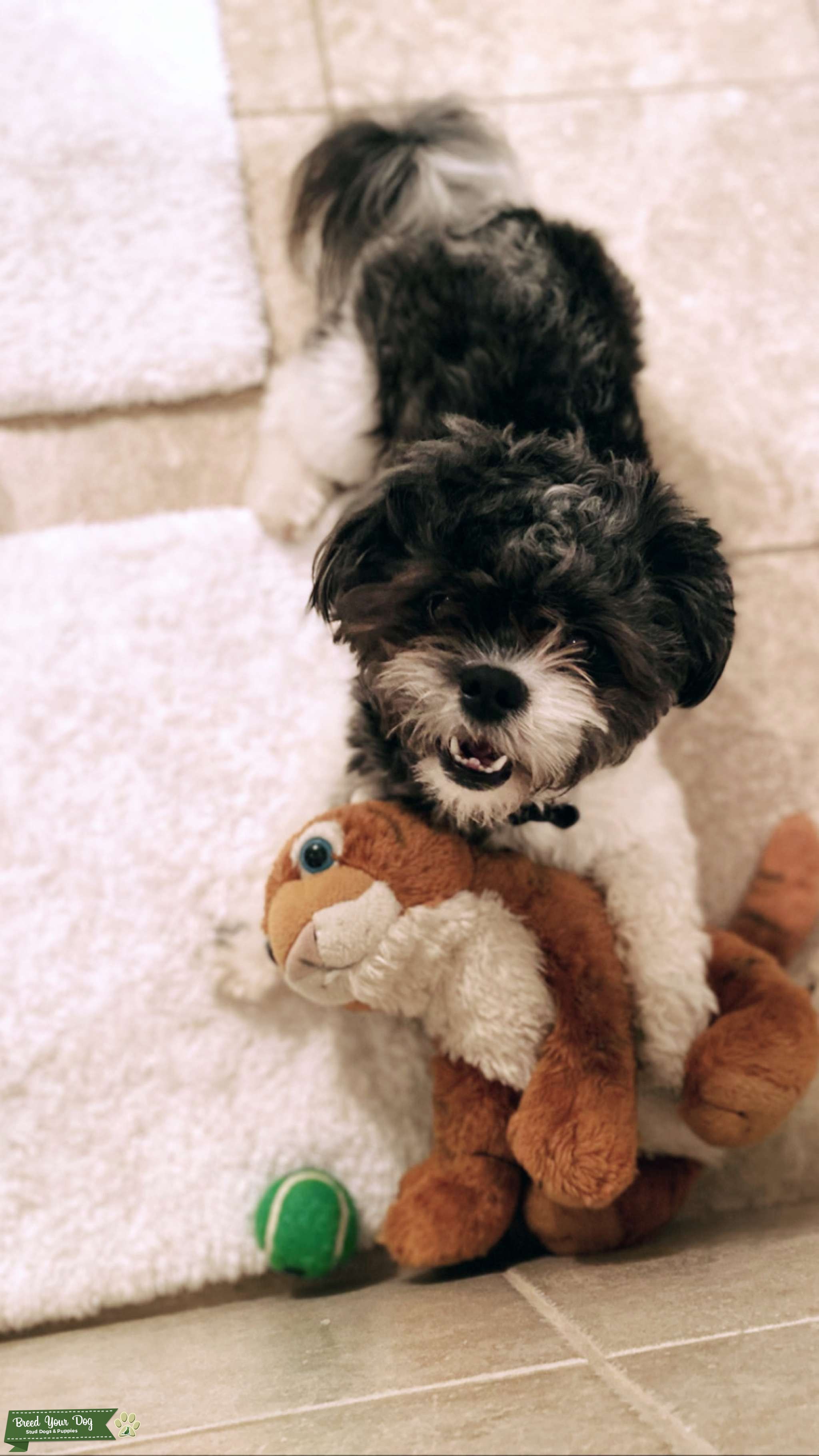 Malshi Stud with tux coat (Maltese/Shih Tzu) - Stud Dog in Central ...