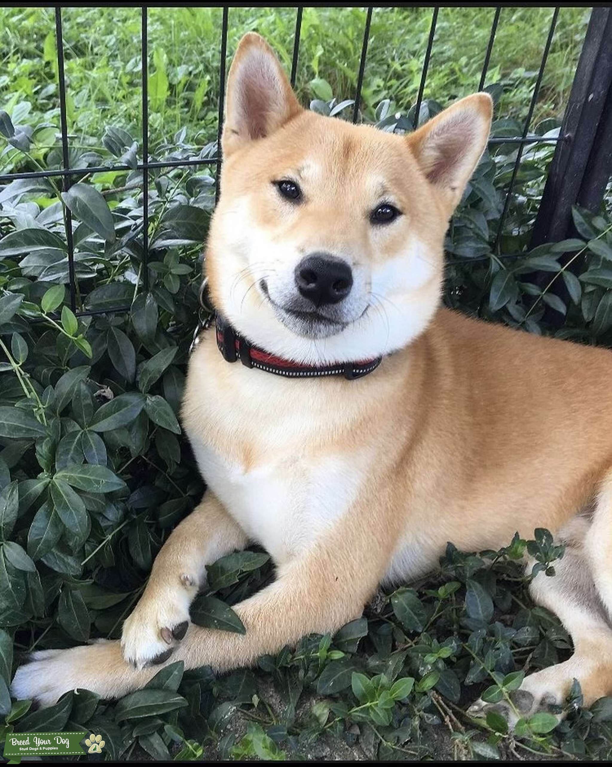 Male Shiba Inu for Stud - Stud Dog in Ohio, the United States | Breed ...