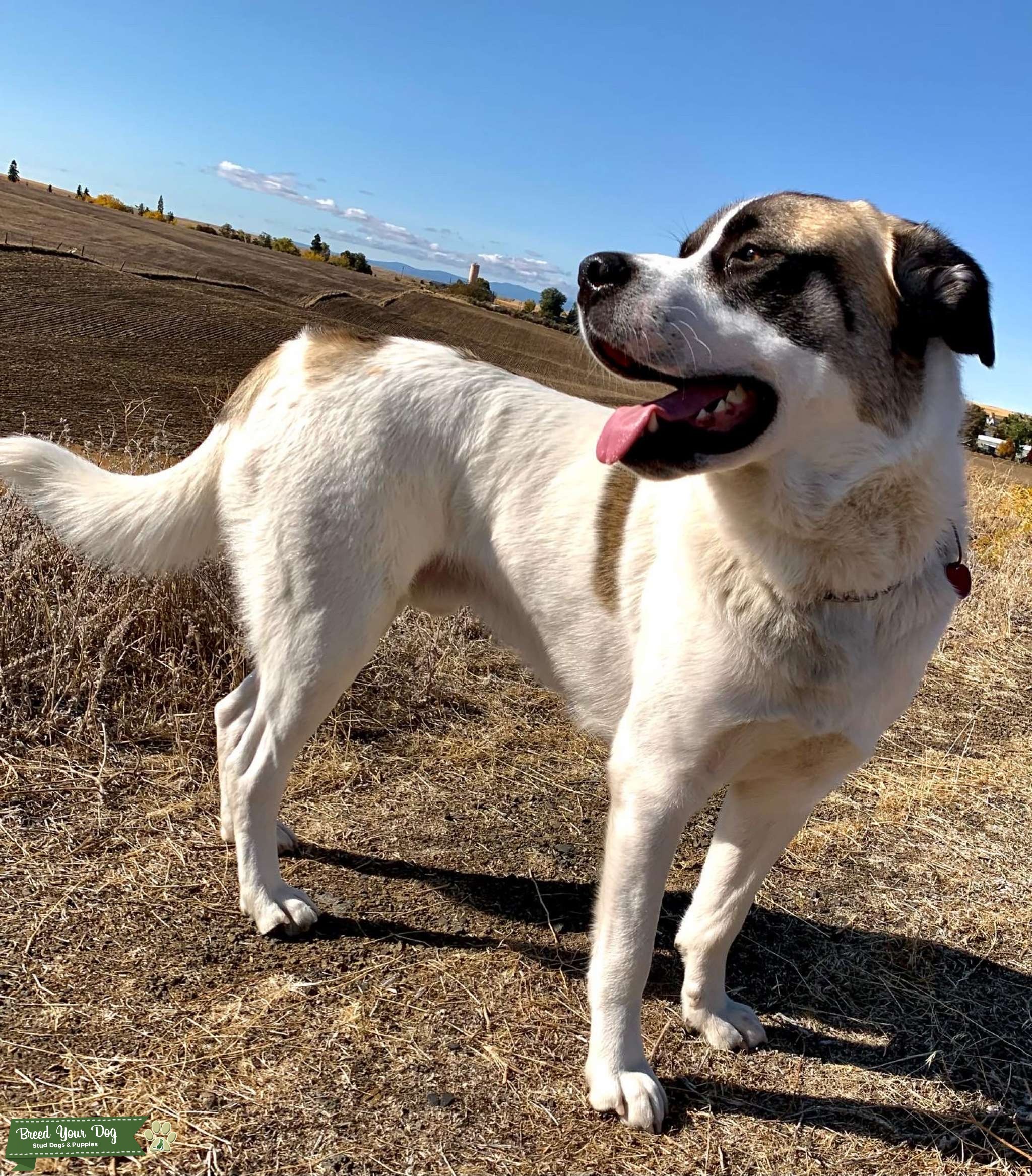 Stud Dog - Stud Dog in Oregon/Washington, Colombia | Breed Your Dog