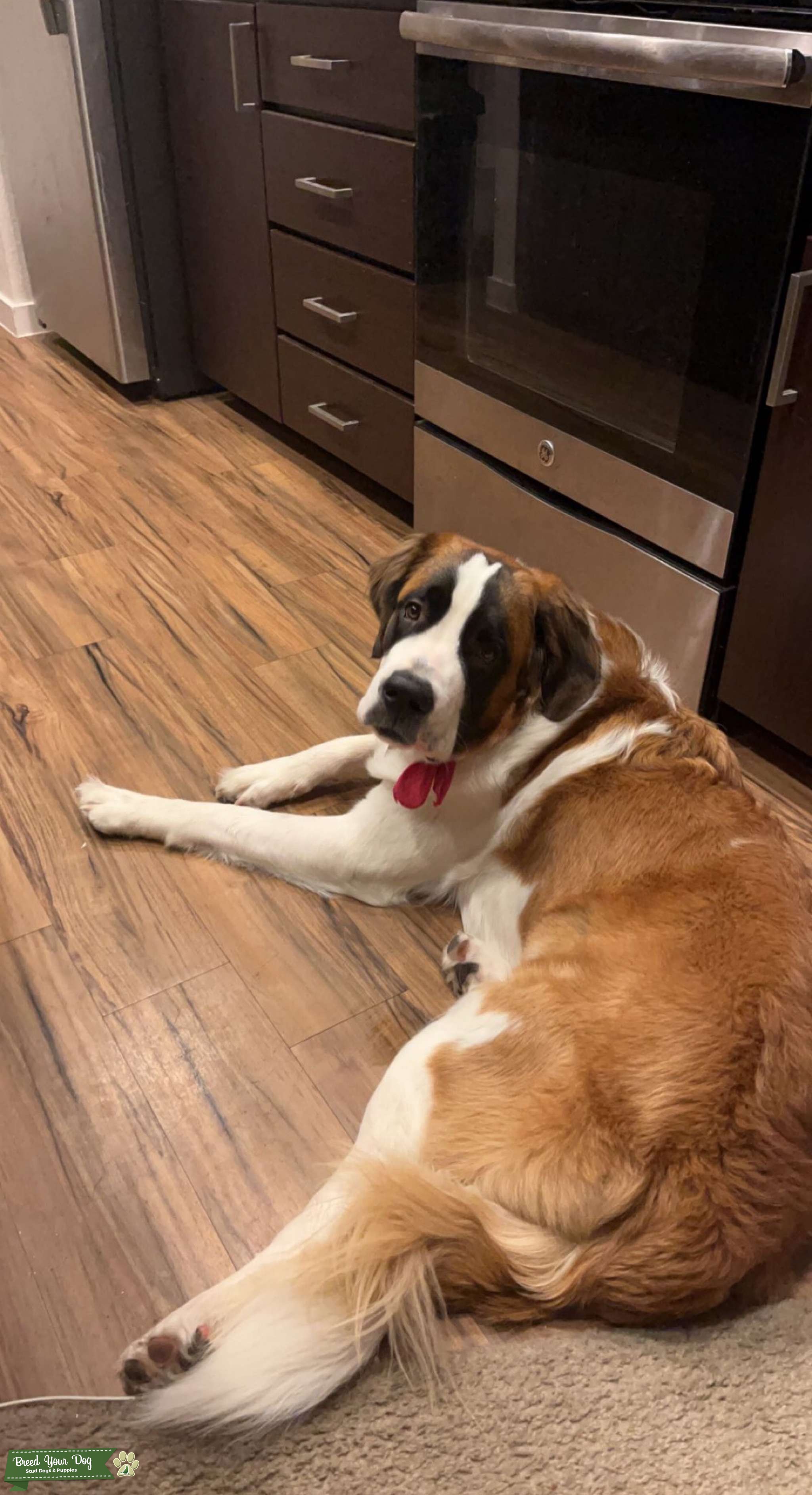 Beautiful Female Saint Bernard looking for Male - Stud Dog in Arizona ...