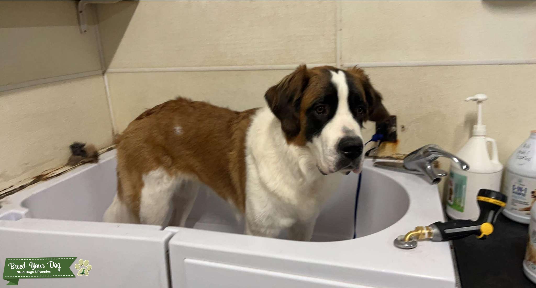Beautiful Female Saint Bernard looking for Male - Stud Dog in Arizona ...