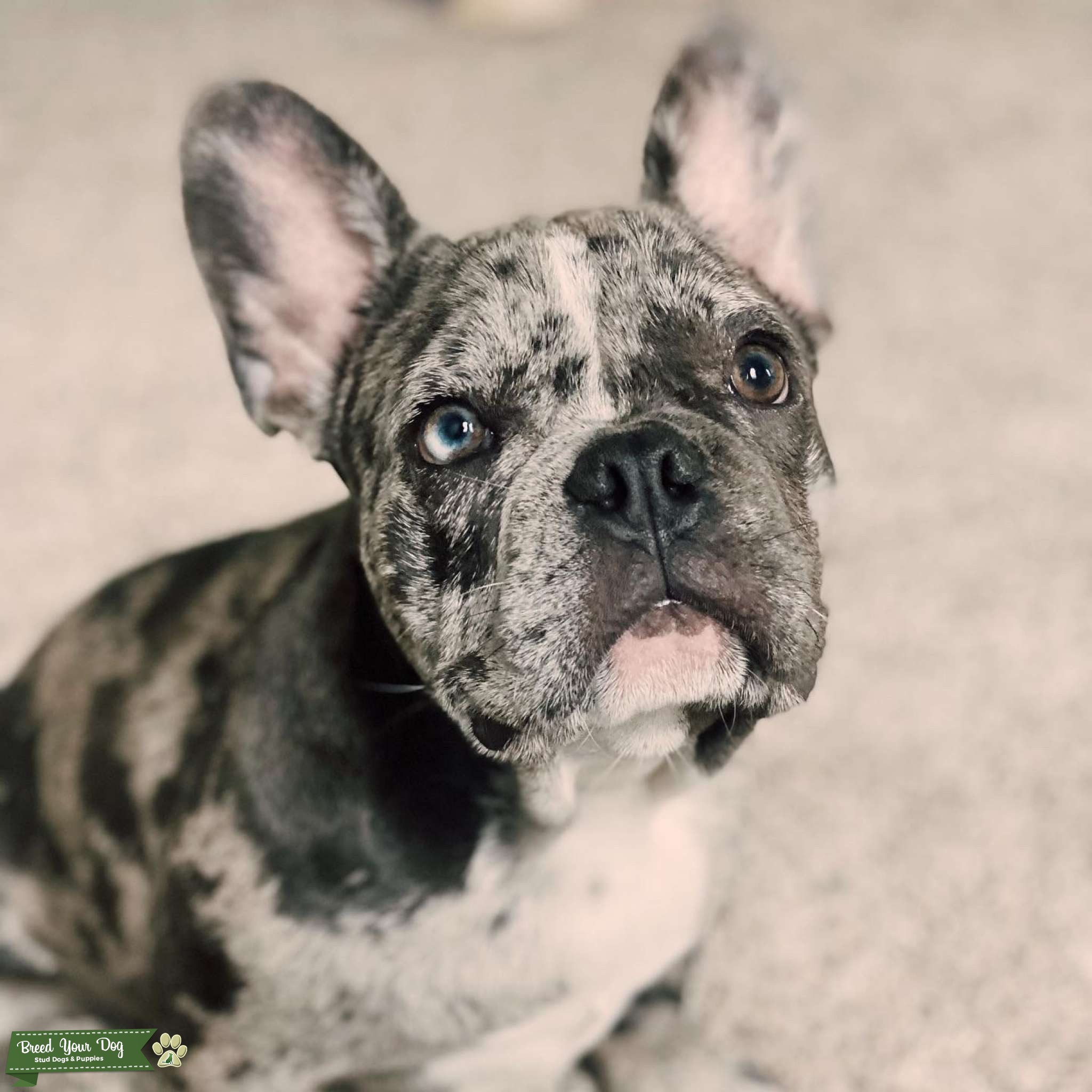 White/Grey Merle French Bulldog - Stud Dog Tampa, Fl - Breed Your Dog