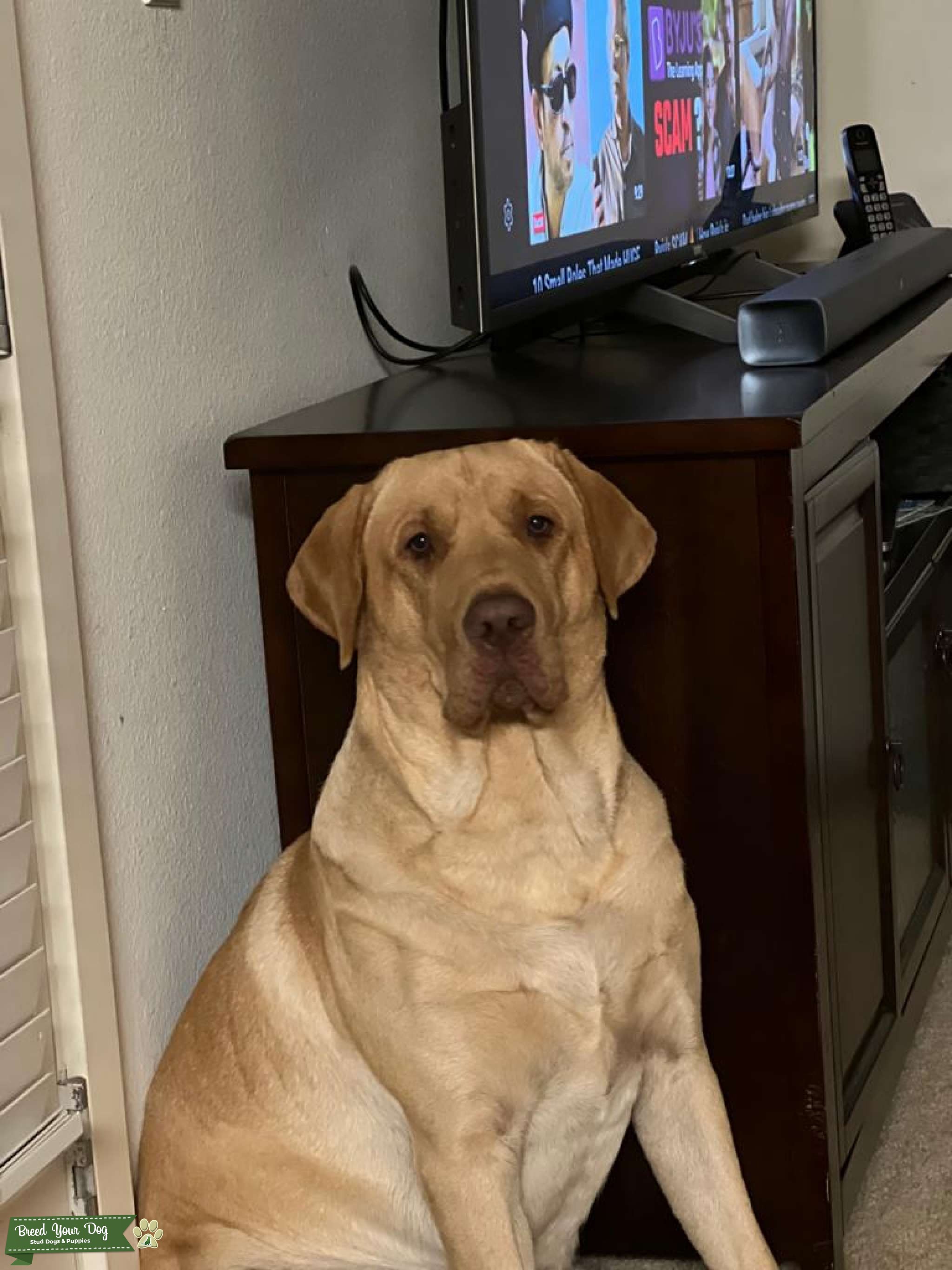 Yellow Labrador - Stud Dog almeda county - Breed Your Dog