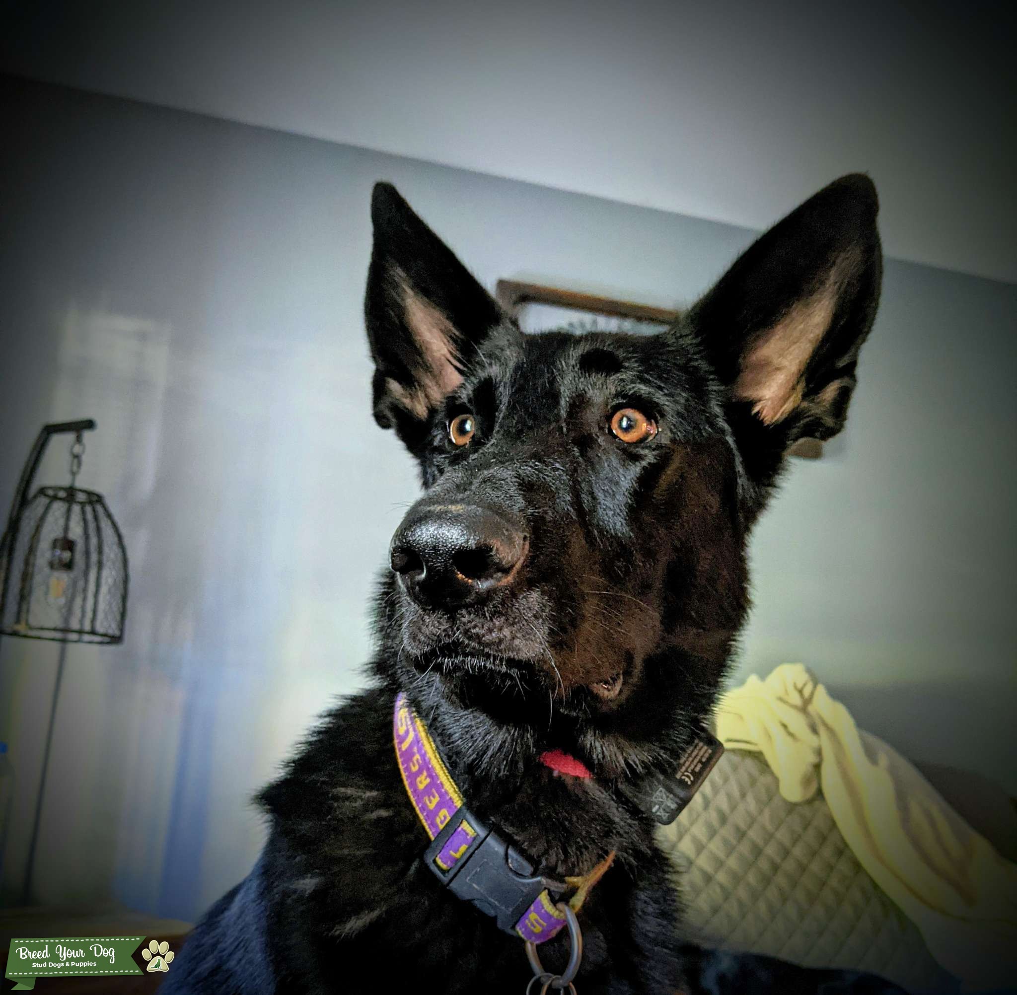 Seeking a stud - Stud Dog in Virginia, the United States | Breed Your Dog