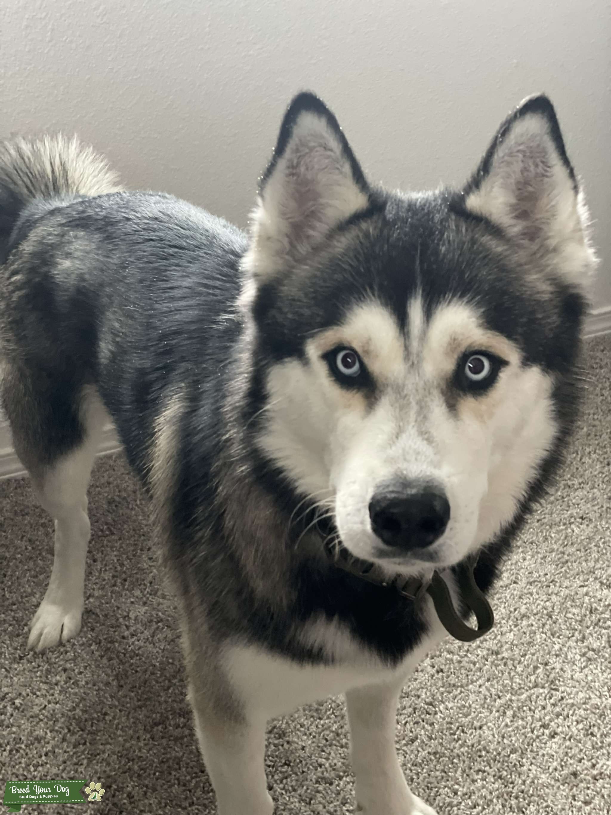 Siberian Husky Ready to Stud - Stud Dog in Idaho, the United States ...