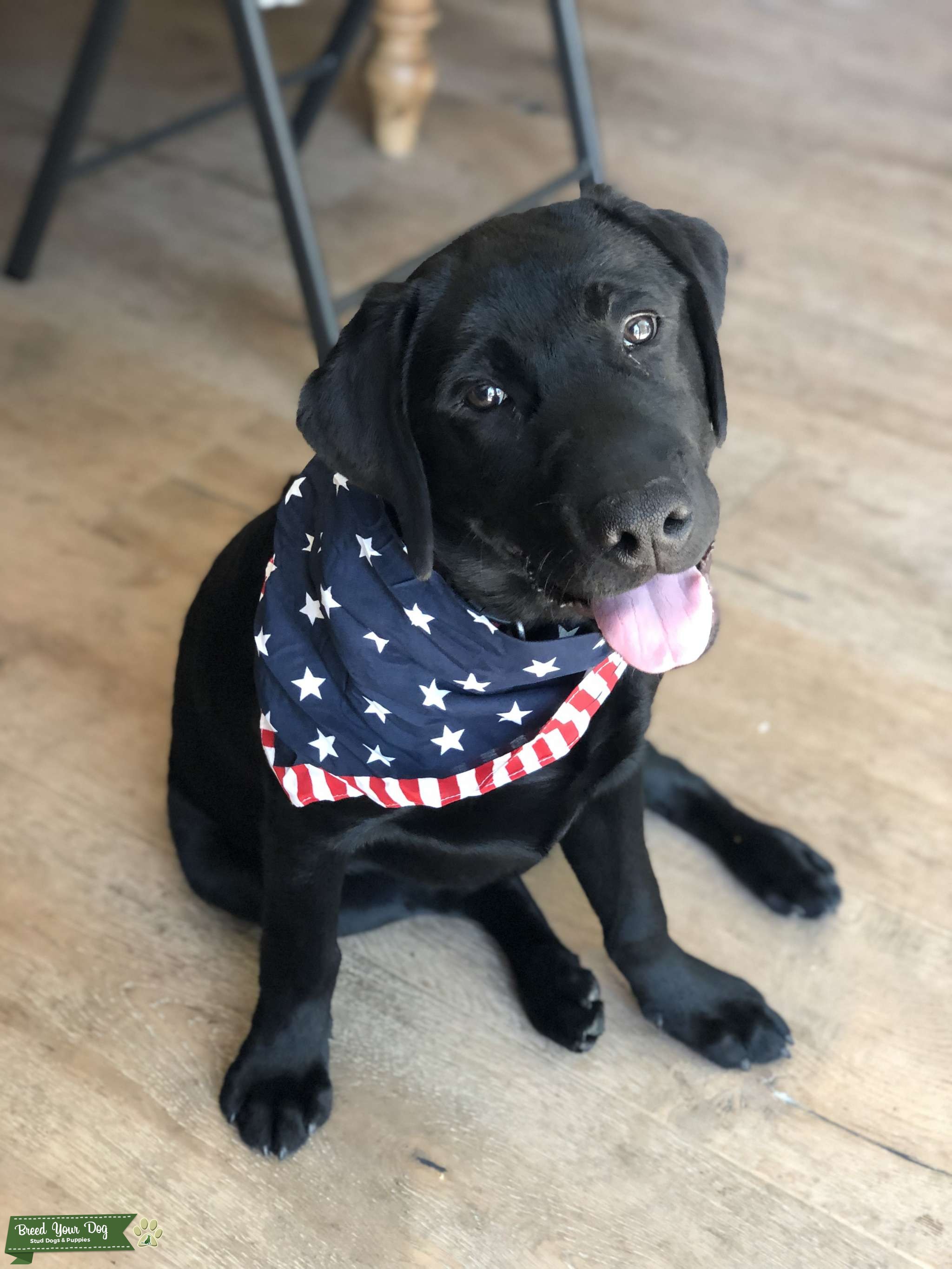 American Labrador Retriever - Stud Dog in California , the United ...