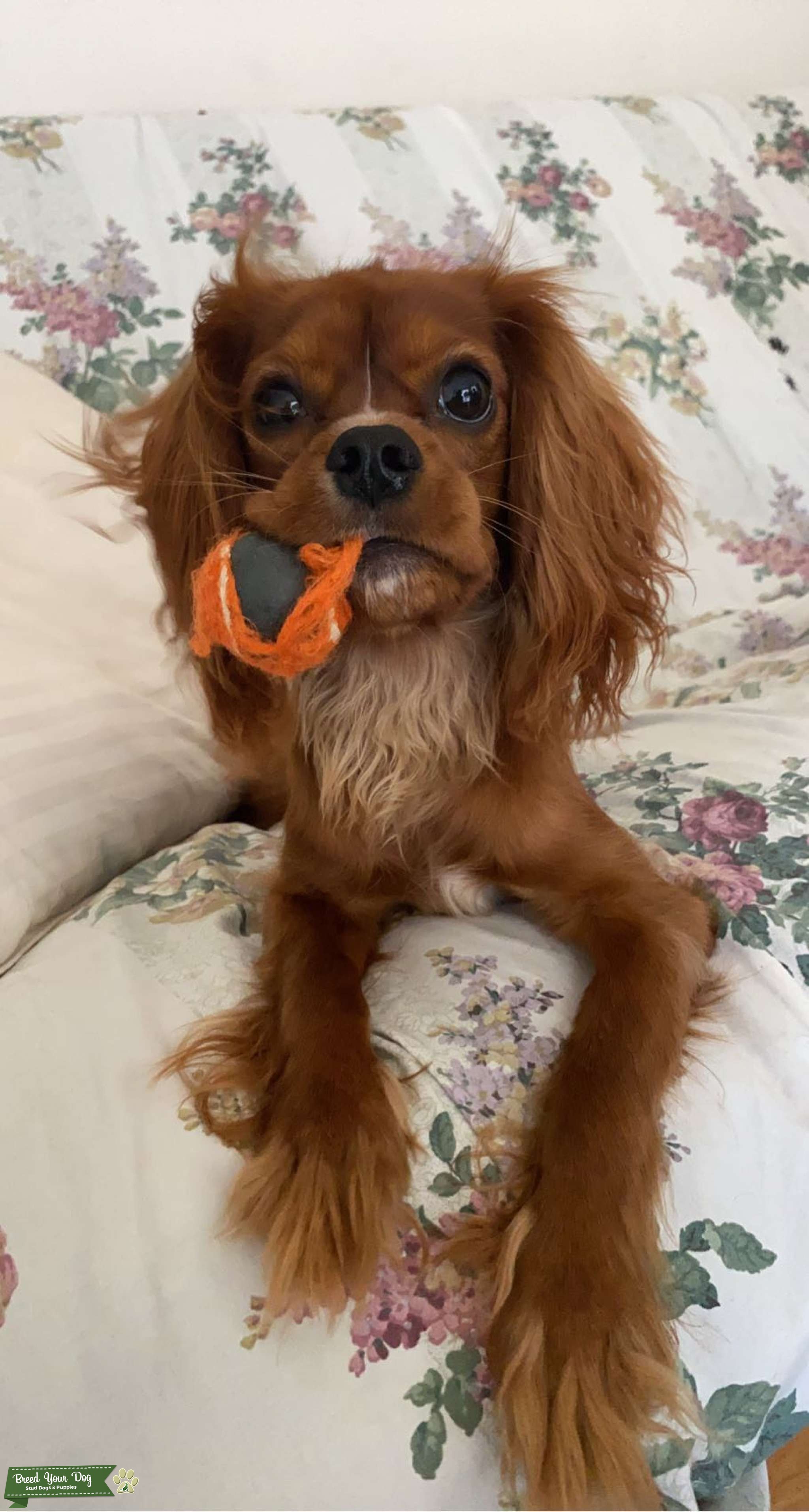 AKC Ruby Cavalier - Stud Dog in Columbia, the United States | Breed ...