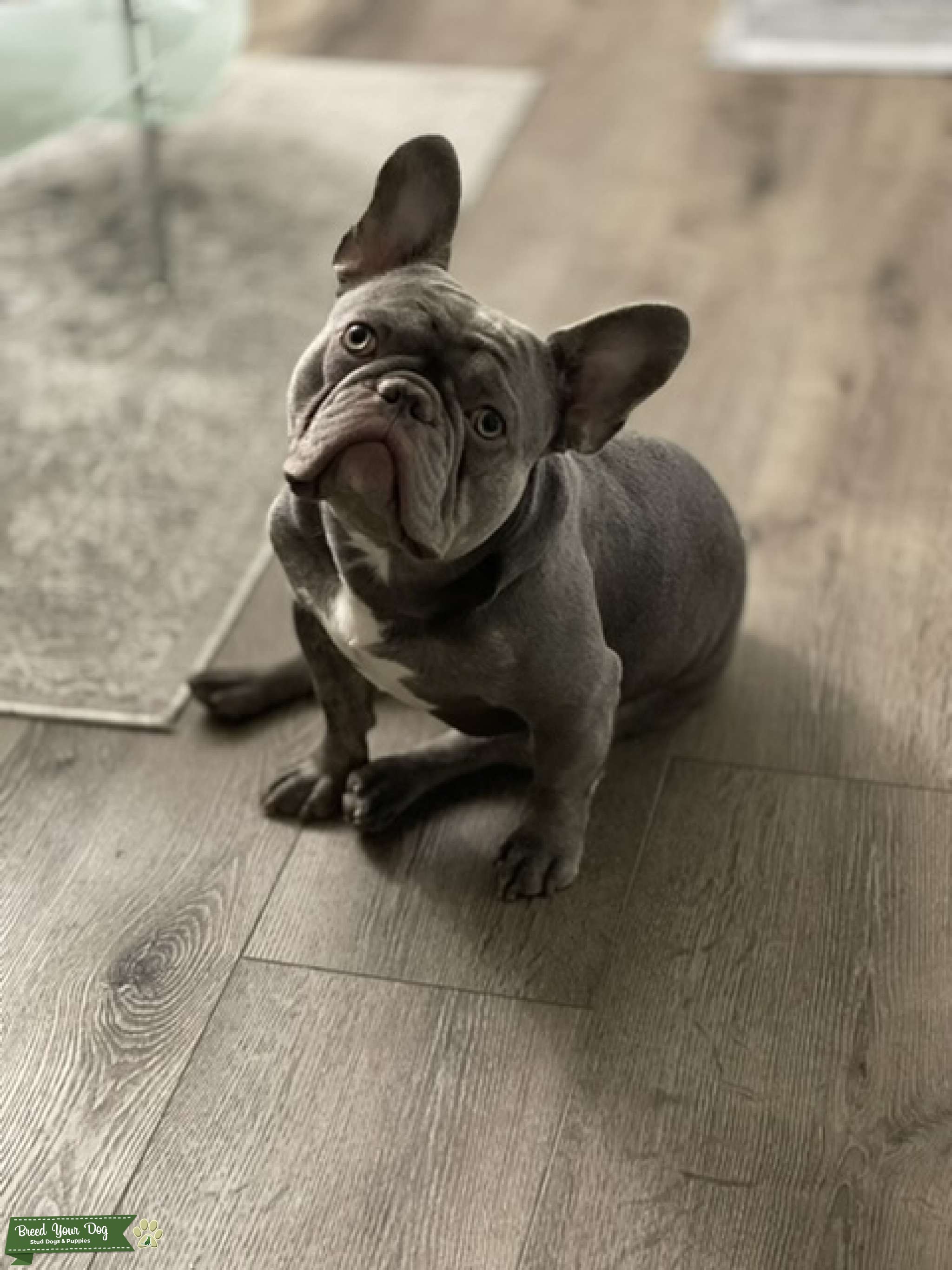 Lilac-Tan Trindle Frenchie - Stud Dog in California, the United States ...