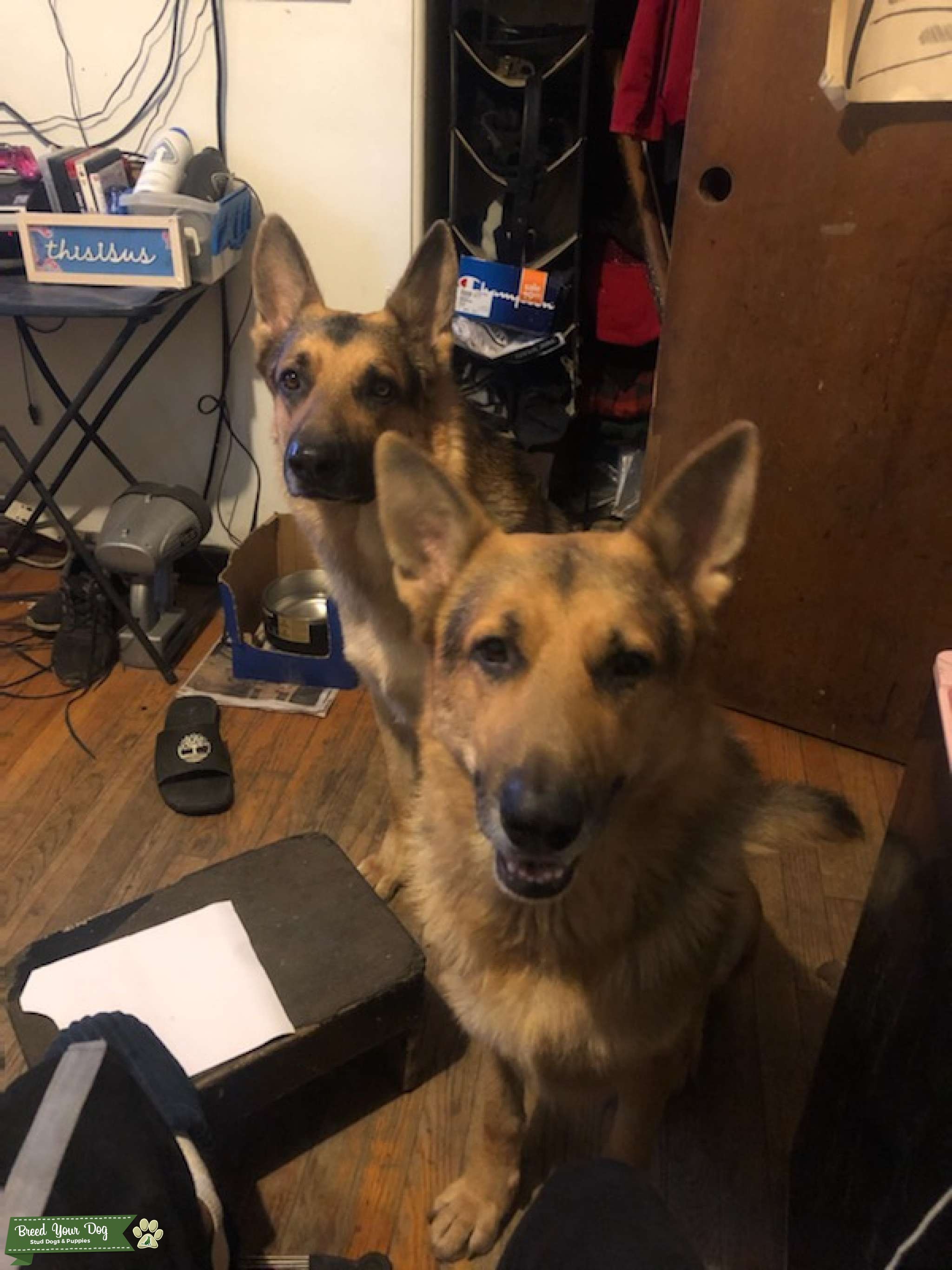BRAZILIAN SHEPHERDS READY FOR BREEDING! - Stud Dog MICHIGAN - Breed ...