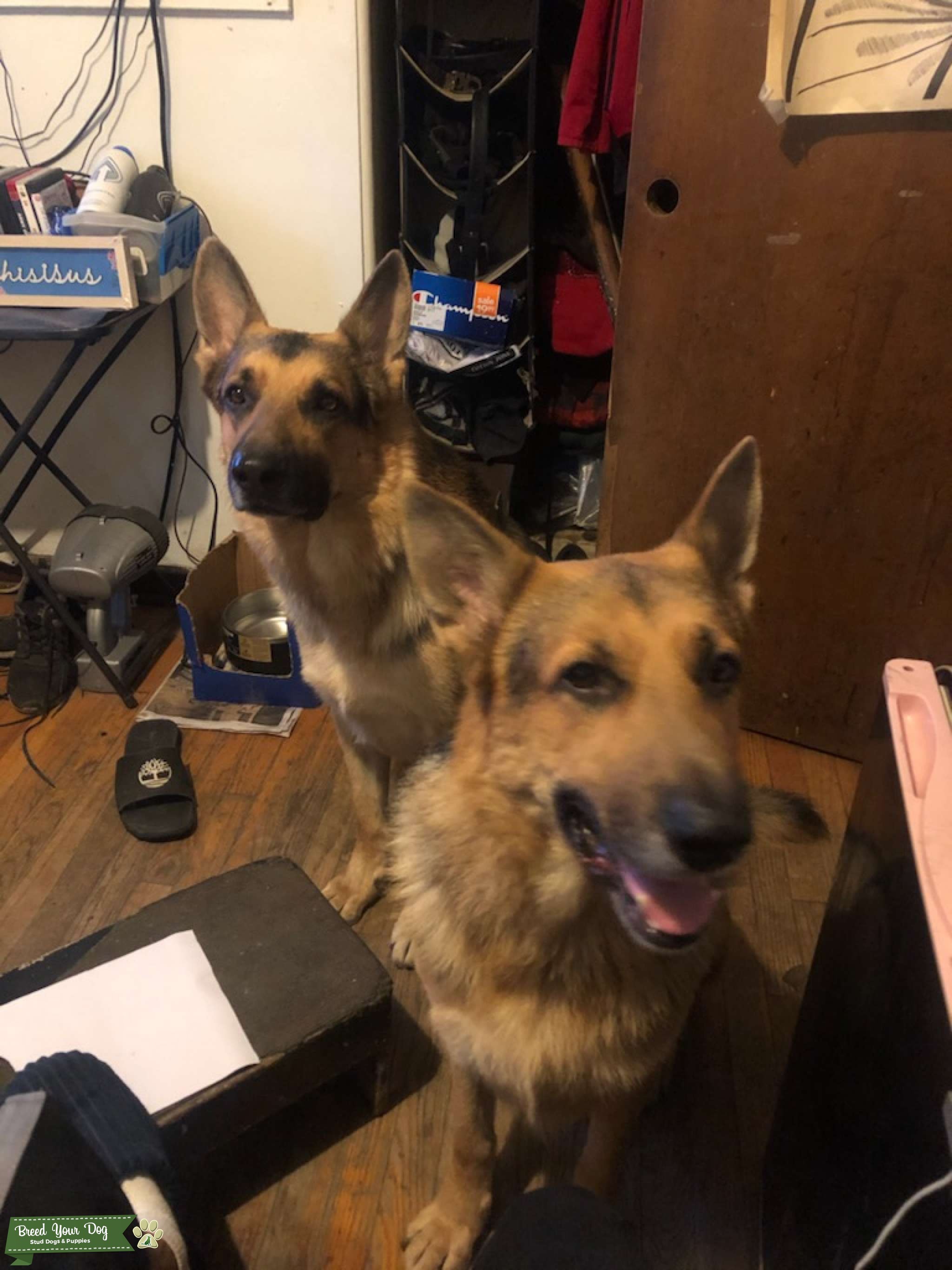 BRAZILIAN SHEPHERDS READY FOR BREEDING! - Stud Dog MICHIGAN - Breed ...