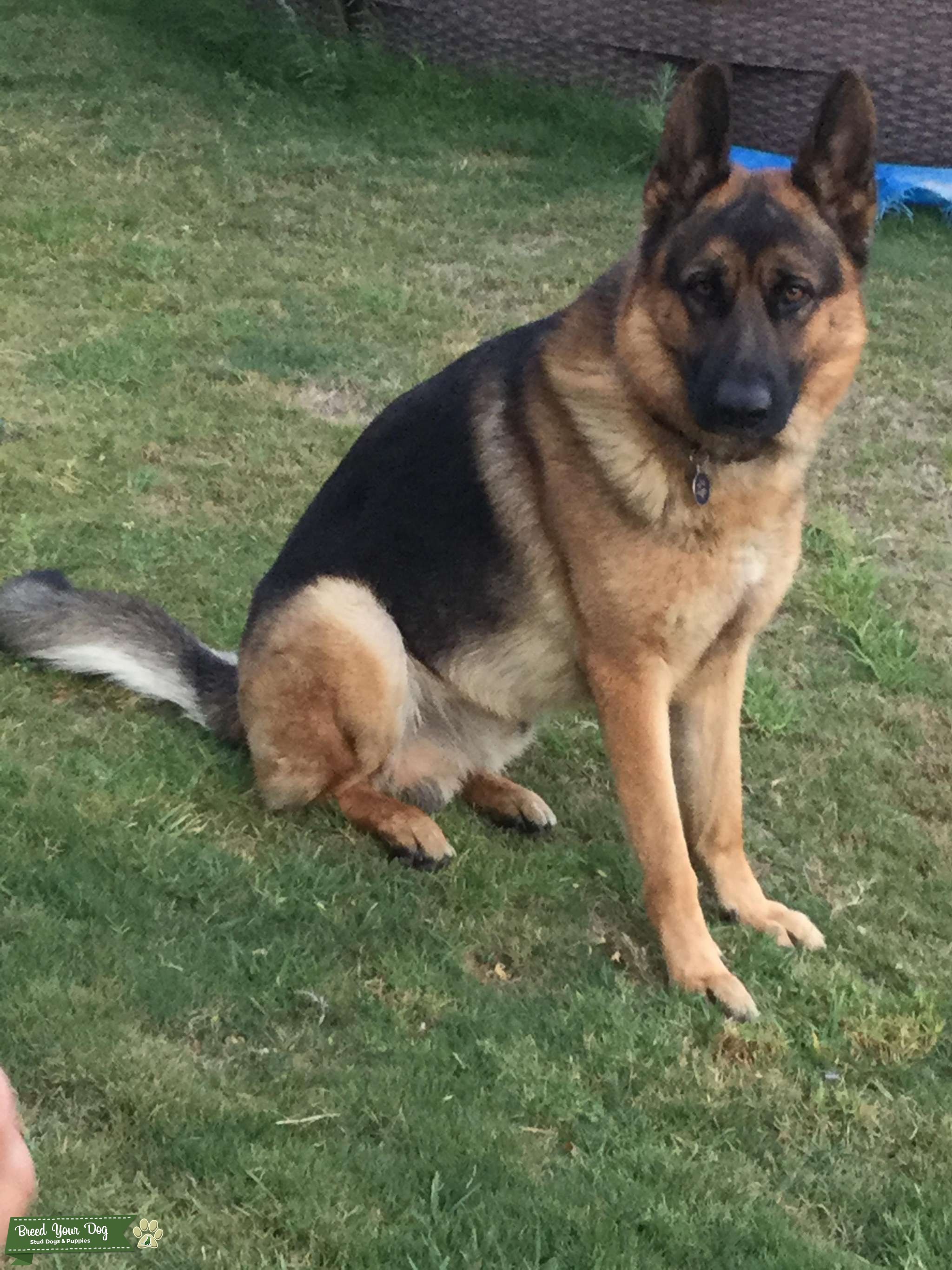 Black/ Tan German Shepherd - Stud Dog in California, United States ...