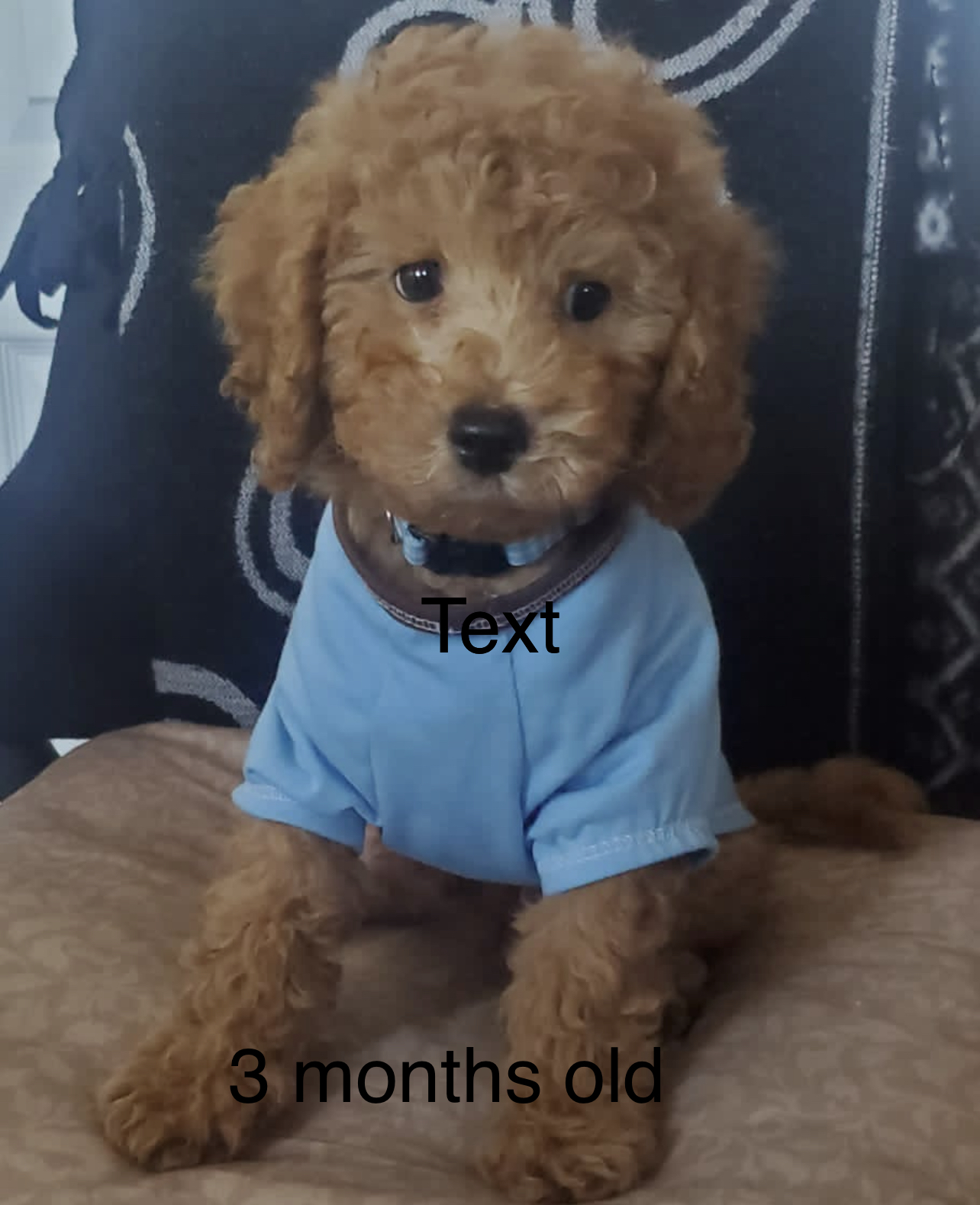 Miniature Poodle - Stud Dog in Orlando, United States | Breed Your Dog