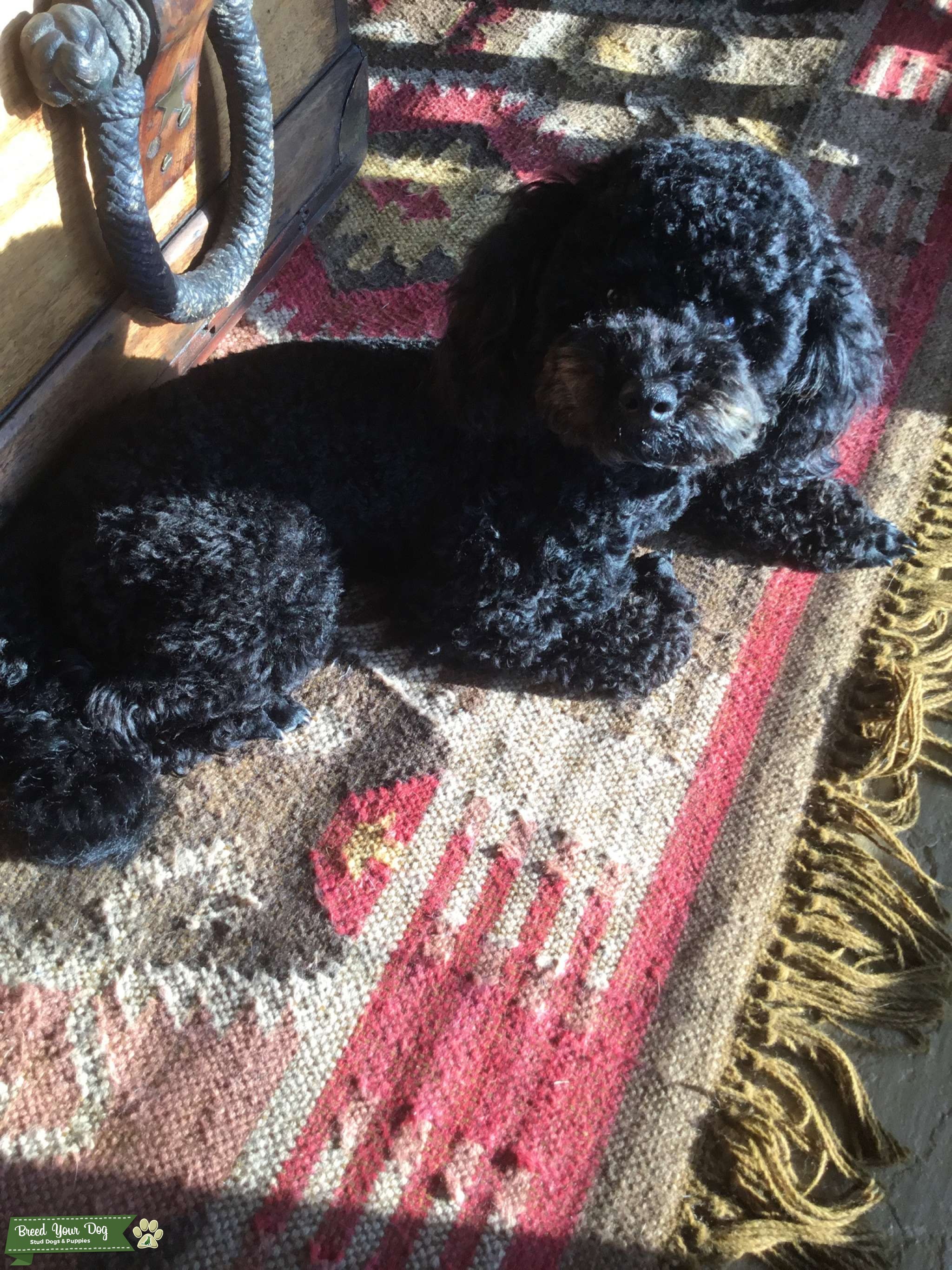 Phantom Toy Poodle Stud - Stud Dog in Dumfriesshire, the United States ...