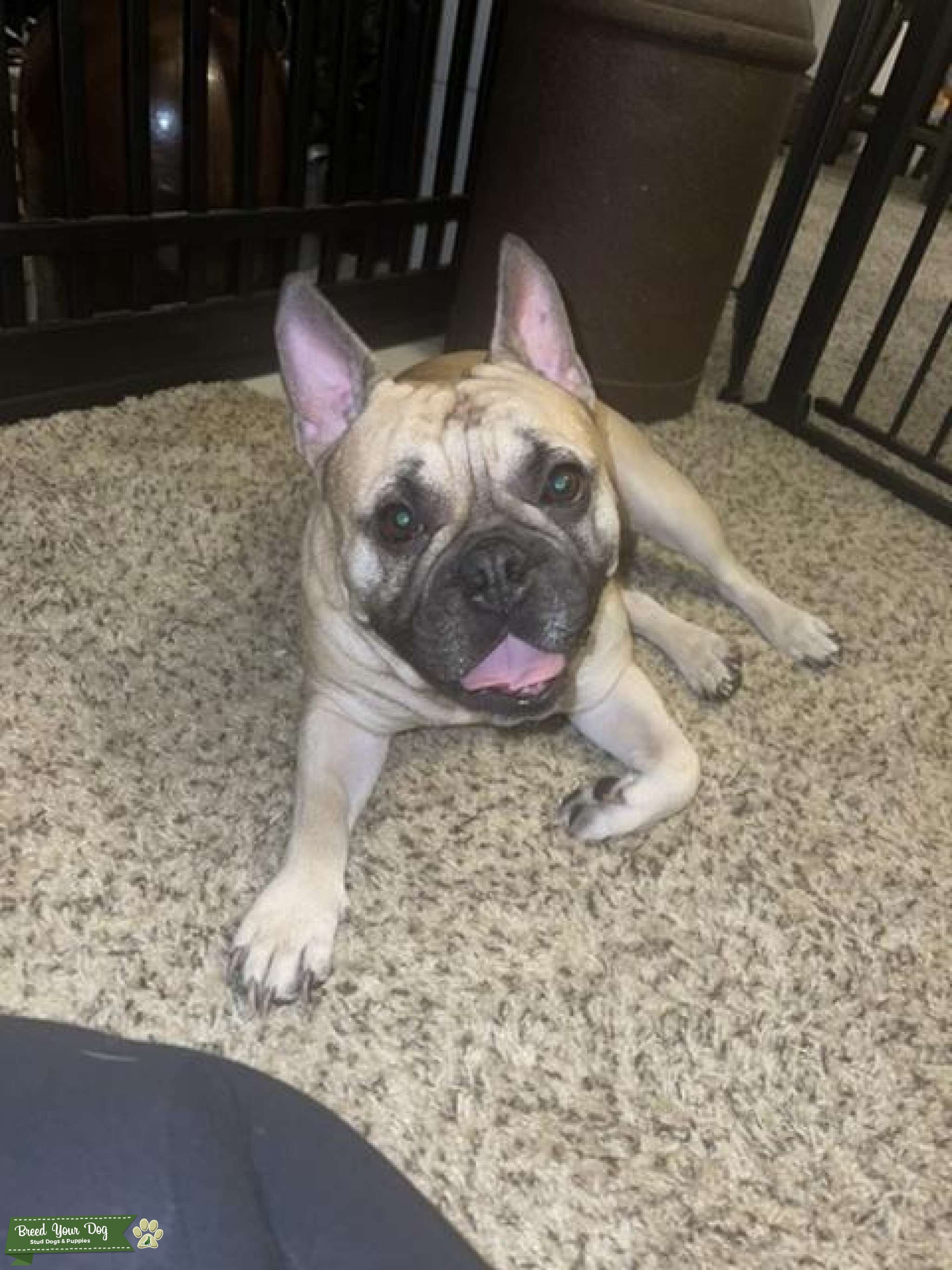 AKC Masked Fawn ( Frenchie) Stud 2yr old - Stud Dog in Ohio , the ...