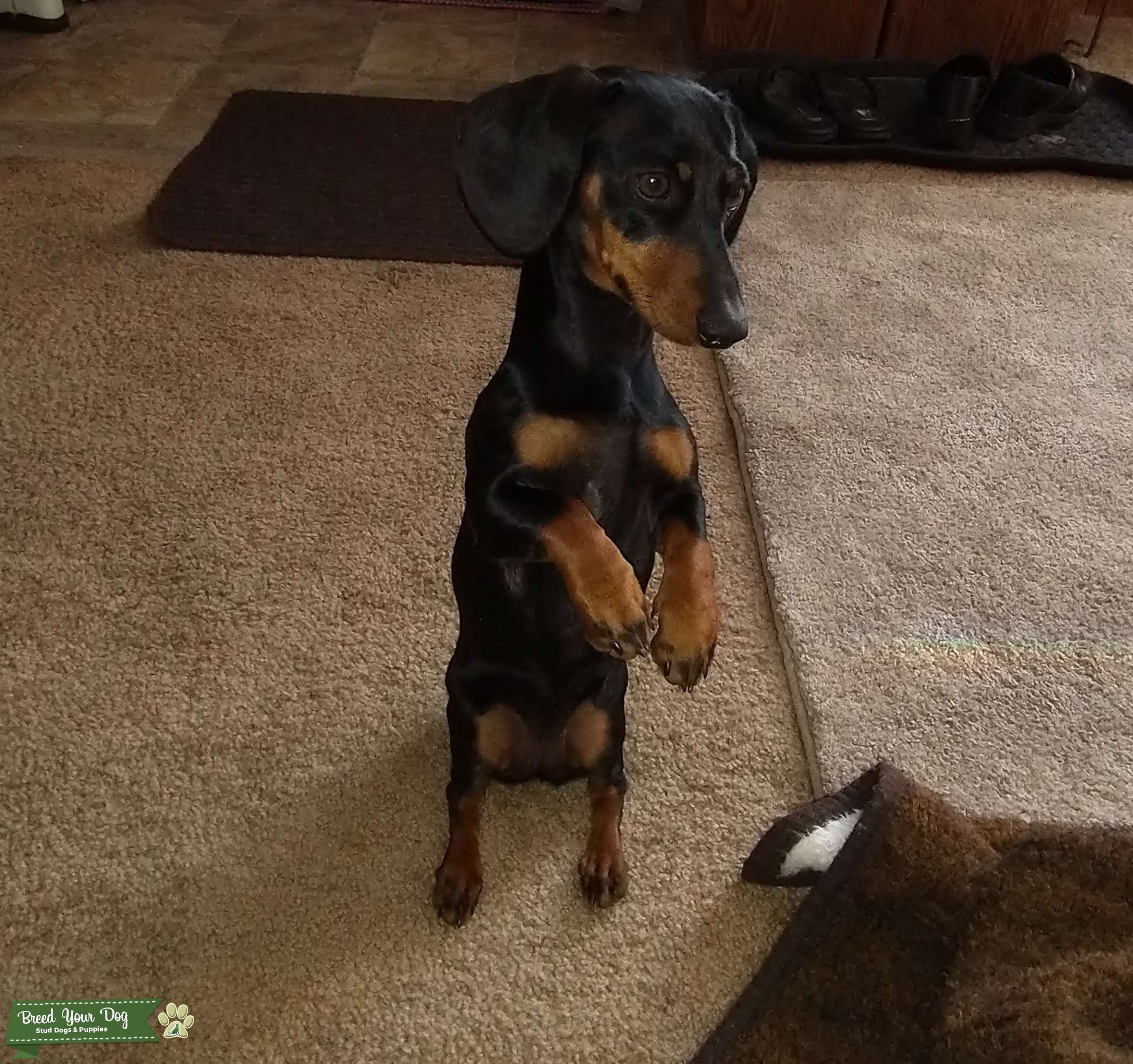 Miniature Smooth haired - Stud Dog in Colorado, the United States ...