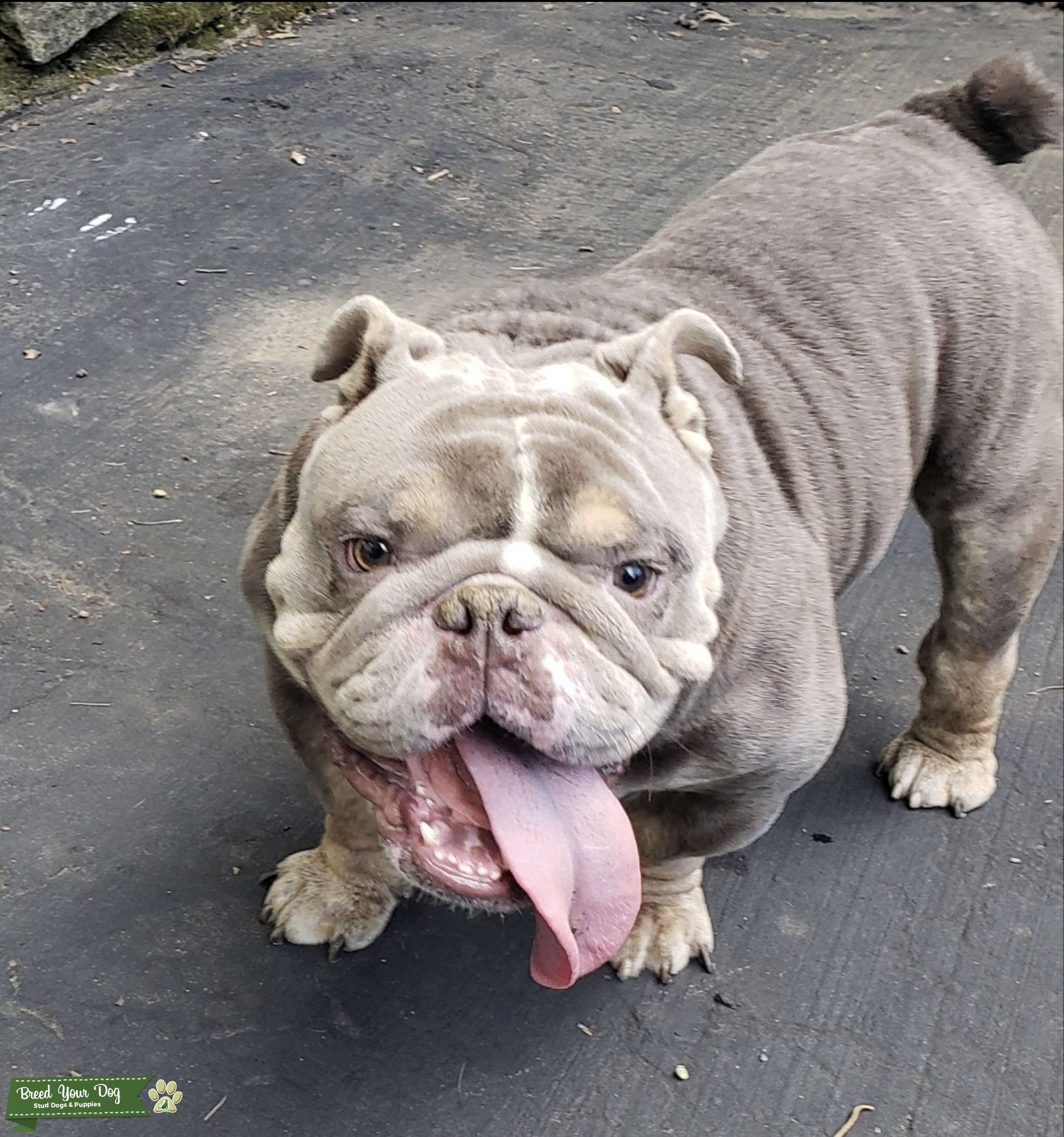 Tri Lilac English Bulldog - Stud Dog in OH, United States | Breed Your Dog