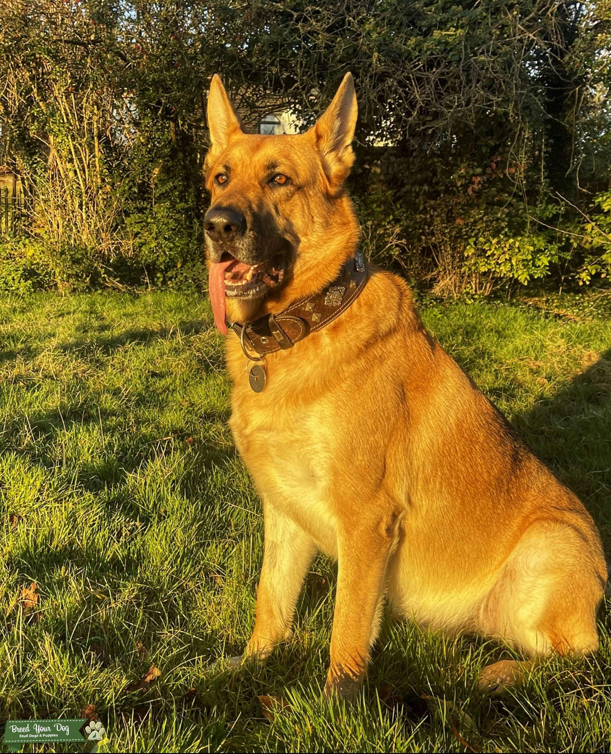 German Shepherd Male for Stud!!!! - Stud Dog in London , the United ...