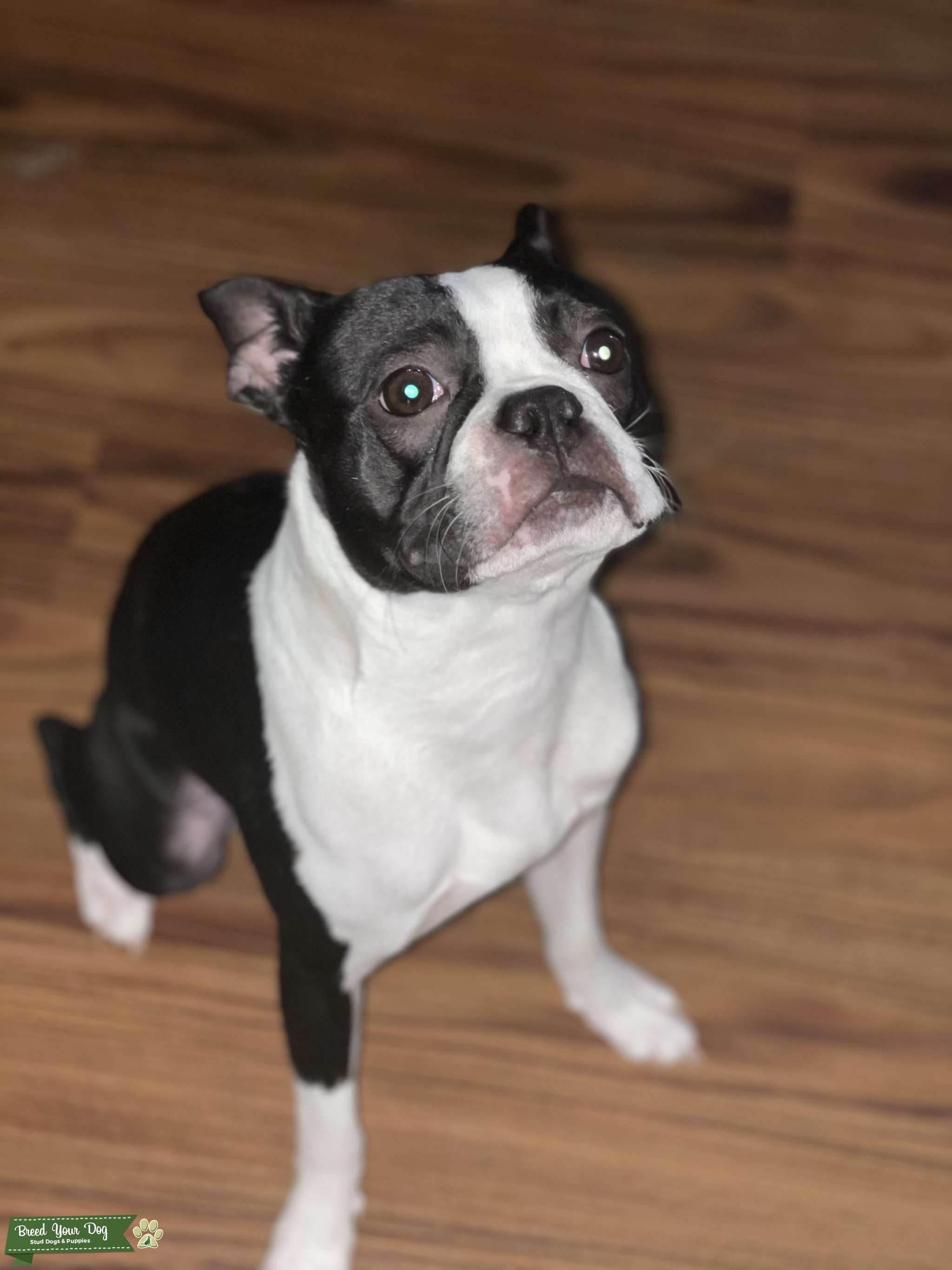 Boston Terrier - Stud Dog in Louisiana, the United States | Breed Your Dog