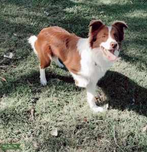 Border Collie Stud Dogs Available Now in Australia | Breed Your Dog